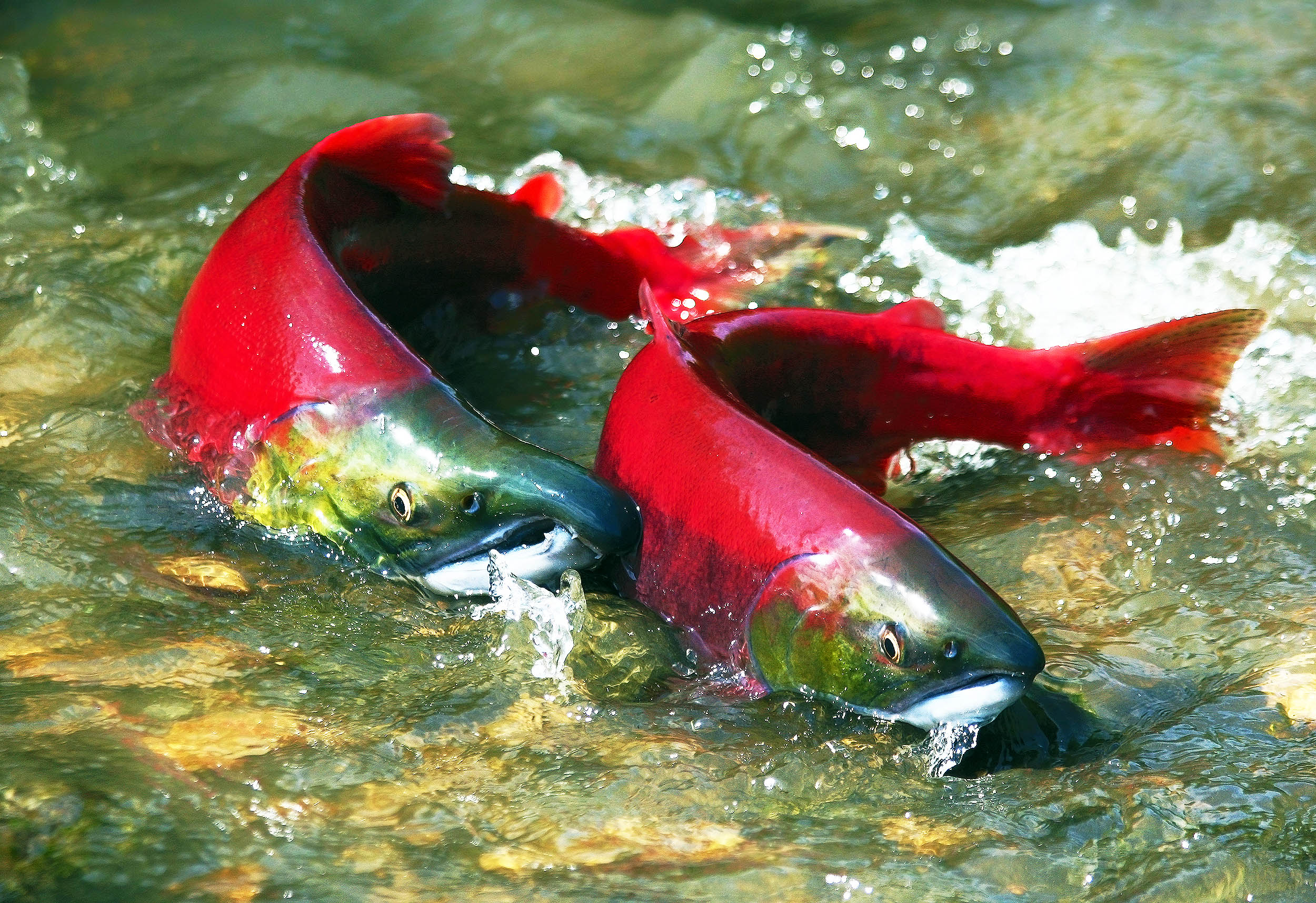 Pesticides impact fish behavior in current and future generations ...