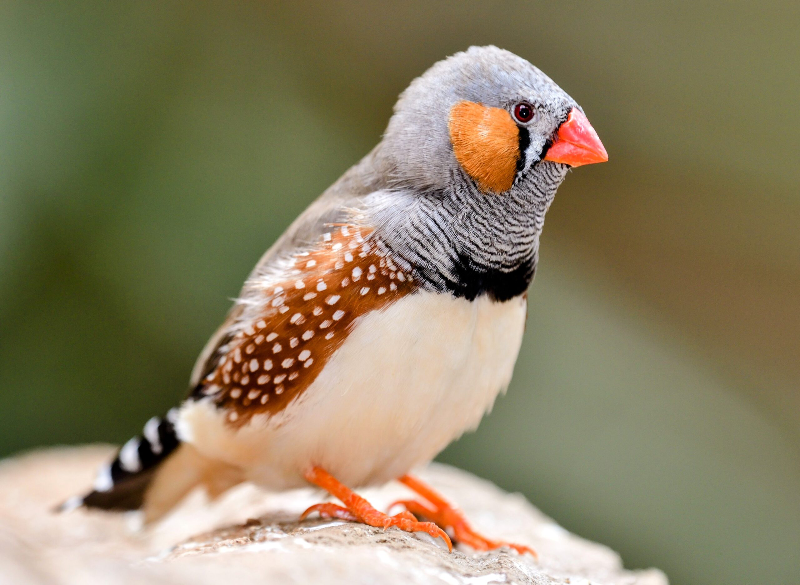 Birds inspire a safer method of editing human genes - Earth.com