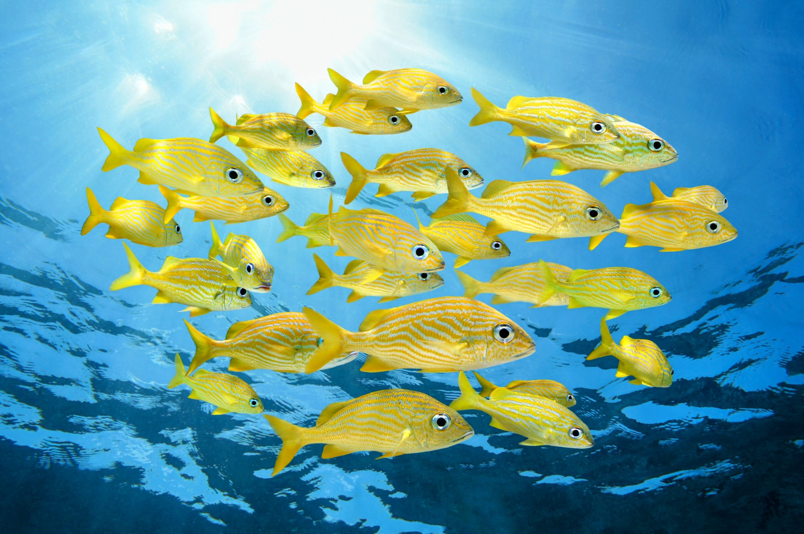 Fish use collective behavior to reduce energy costs - Earth.com