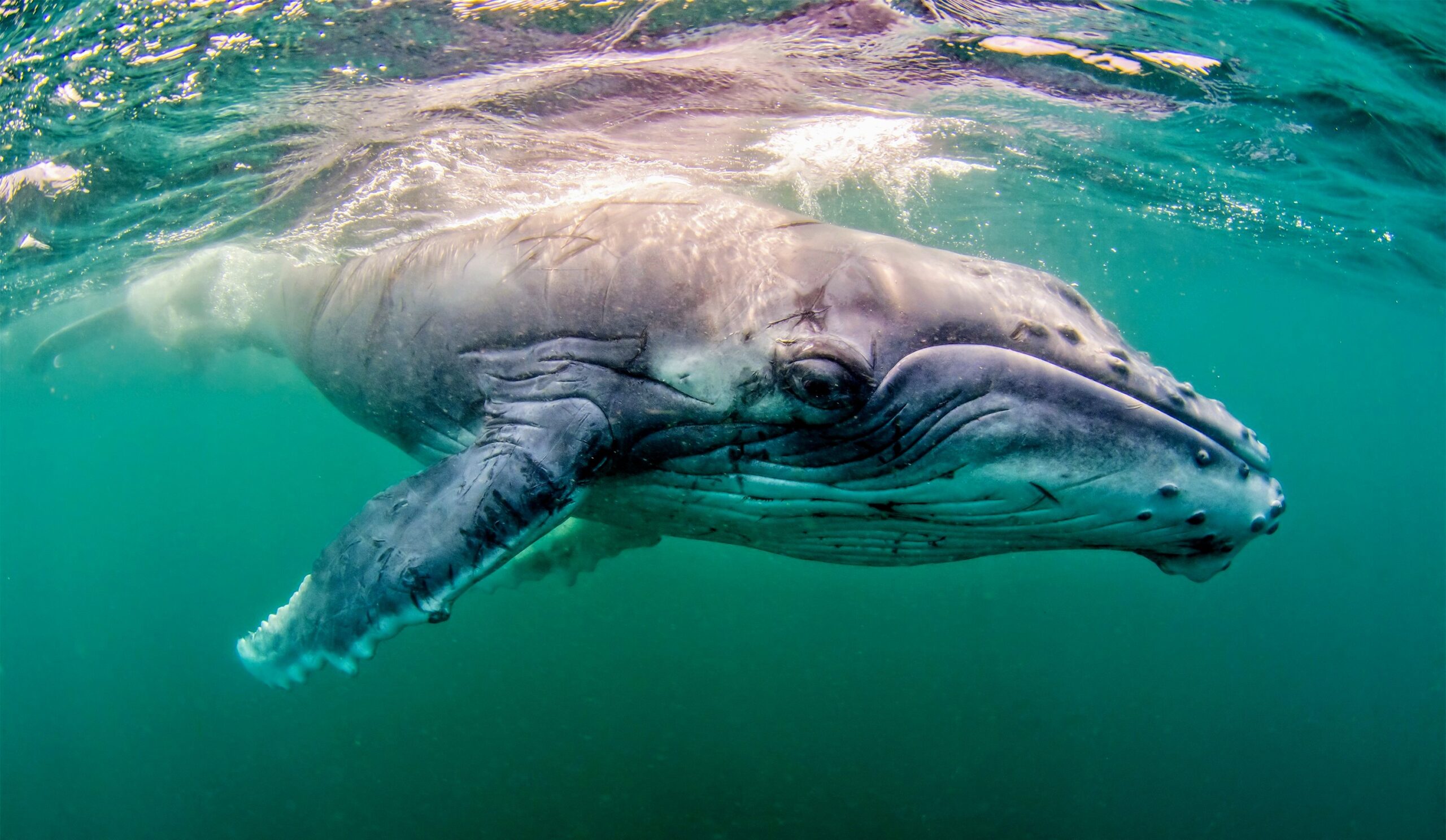 Whale song and communication mystery finally solved by scientists ...