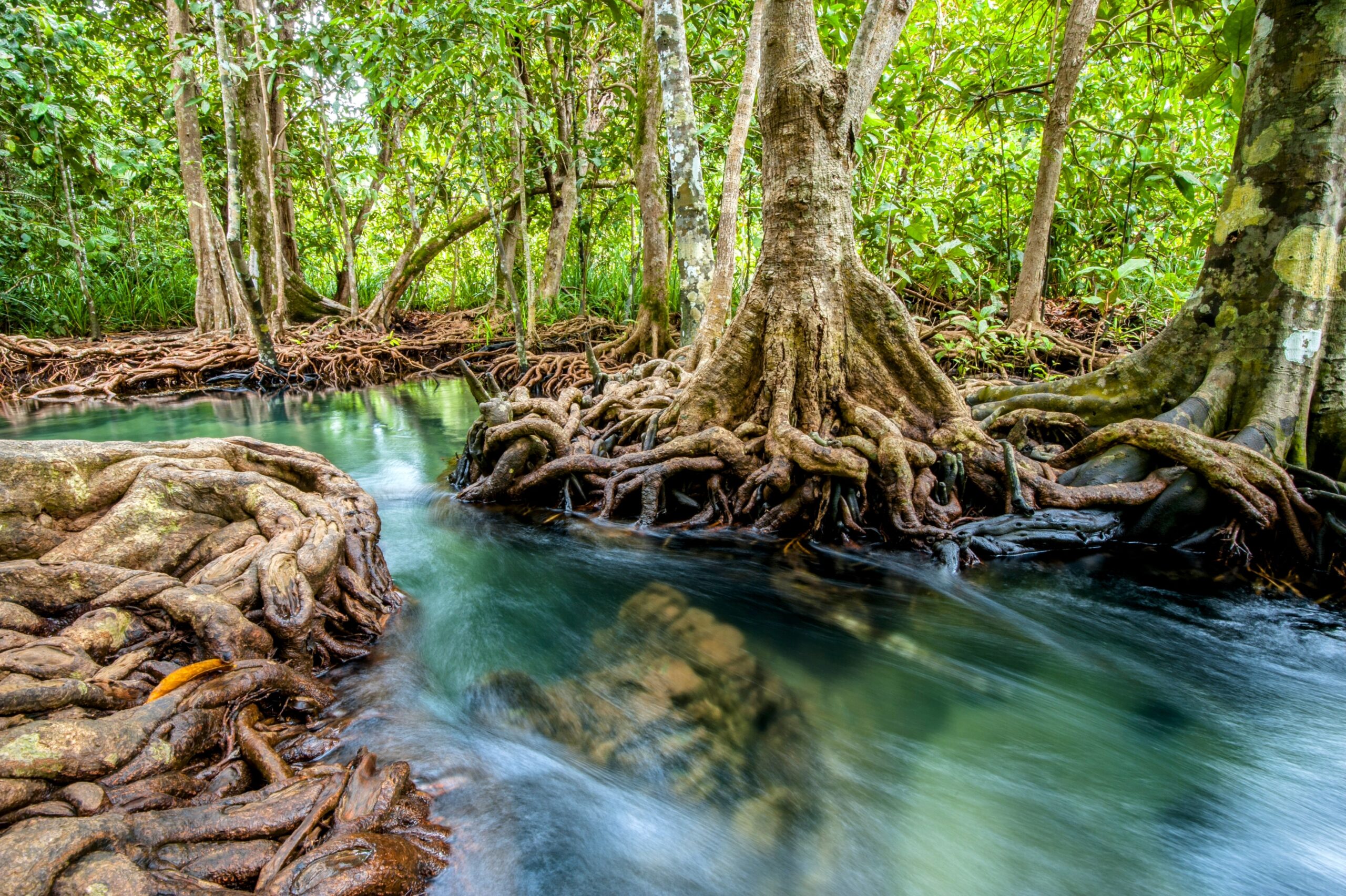 Mangrove forest CO2 emissions set to increase by 50,000% - Earth.com