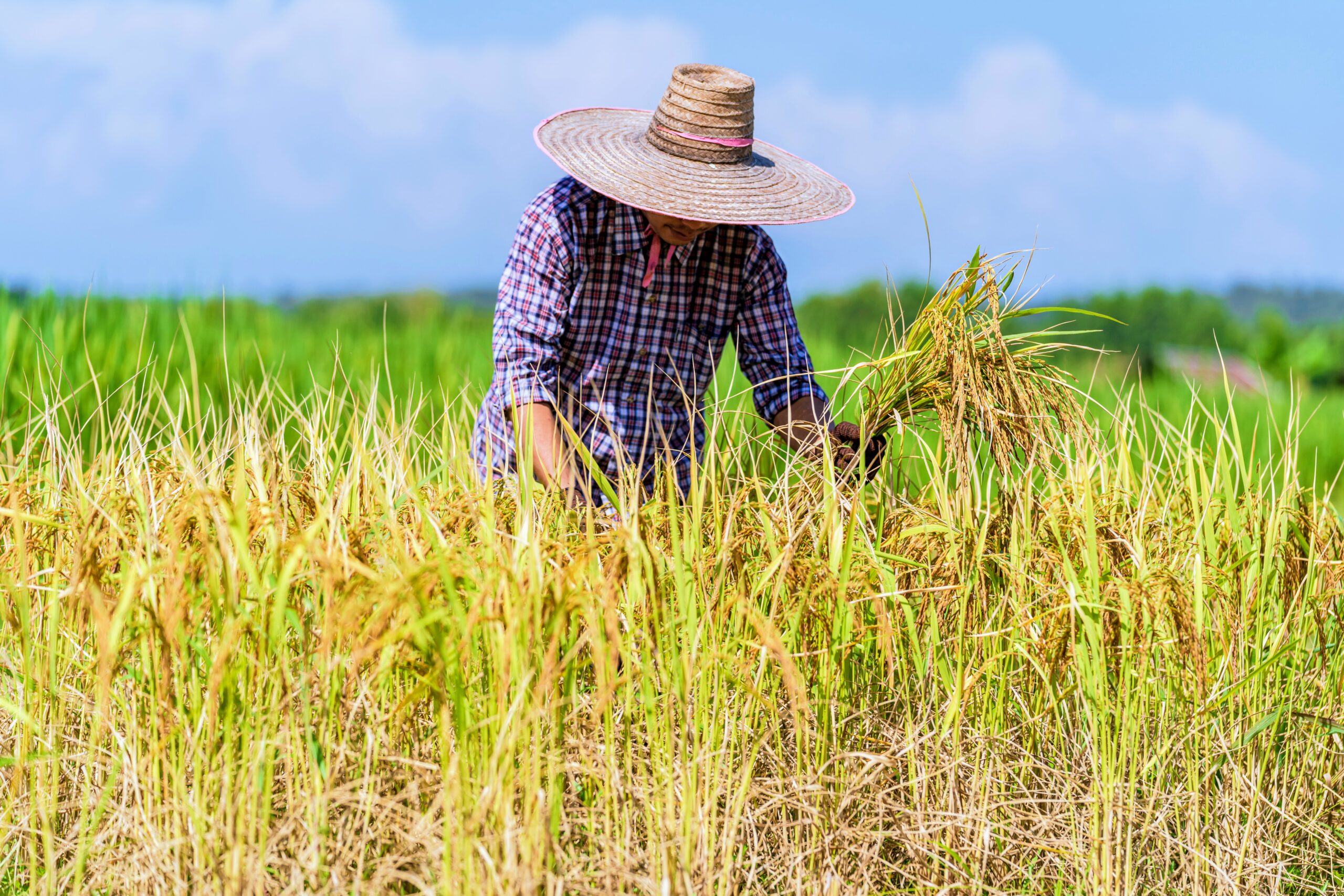 DNA study reveals secrets of weedy rice invasion - Earth.com