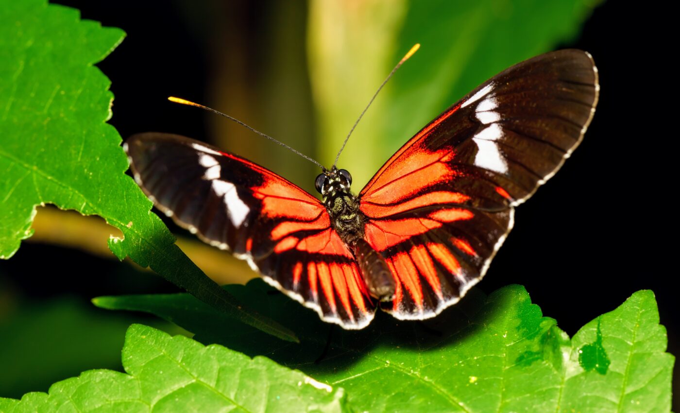 Mimicry Behavior Mimicry Behavior Stock Illustrations – 193 Mimicry