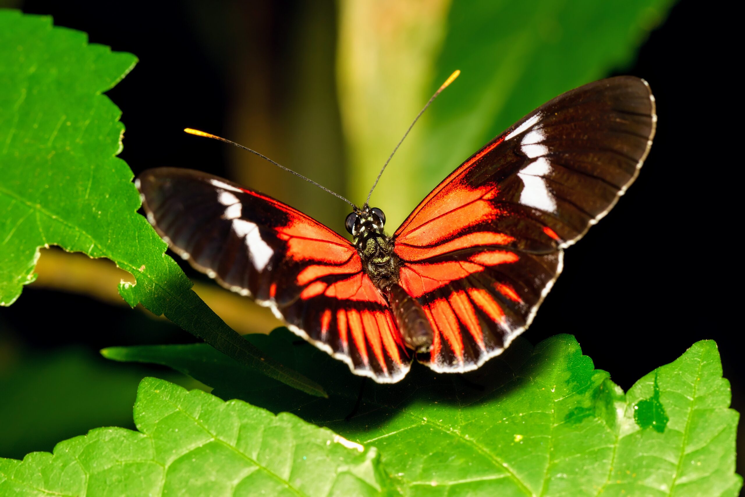 Butterflies use visual and behavioral mimicry to avoid predators ...