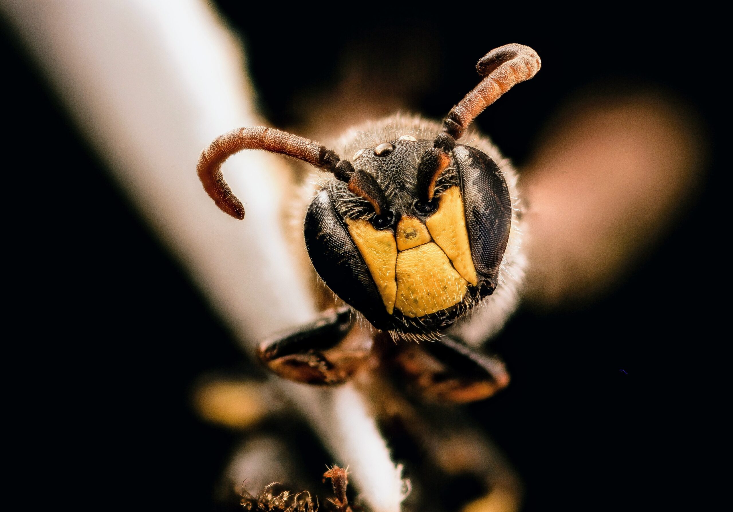Eight new Hylaeus bees discovered in the Pacific treetops - Earth.com
