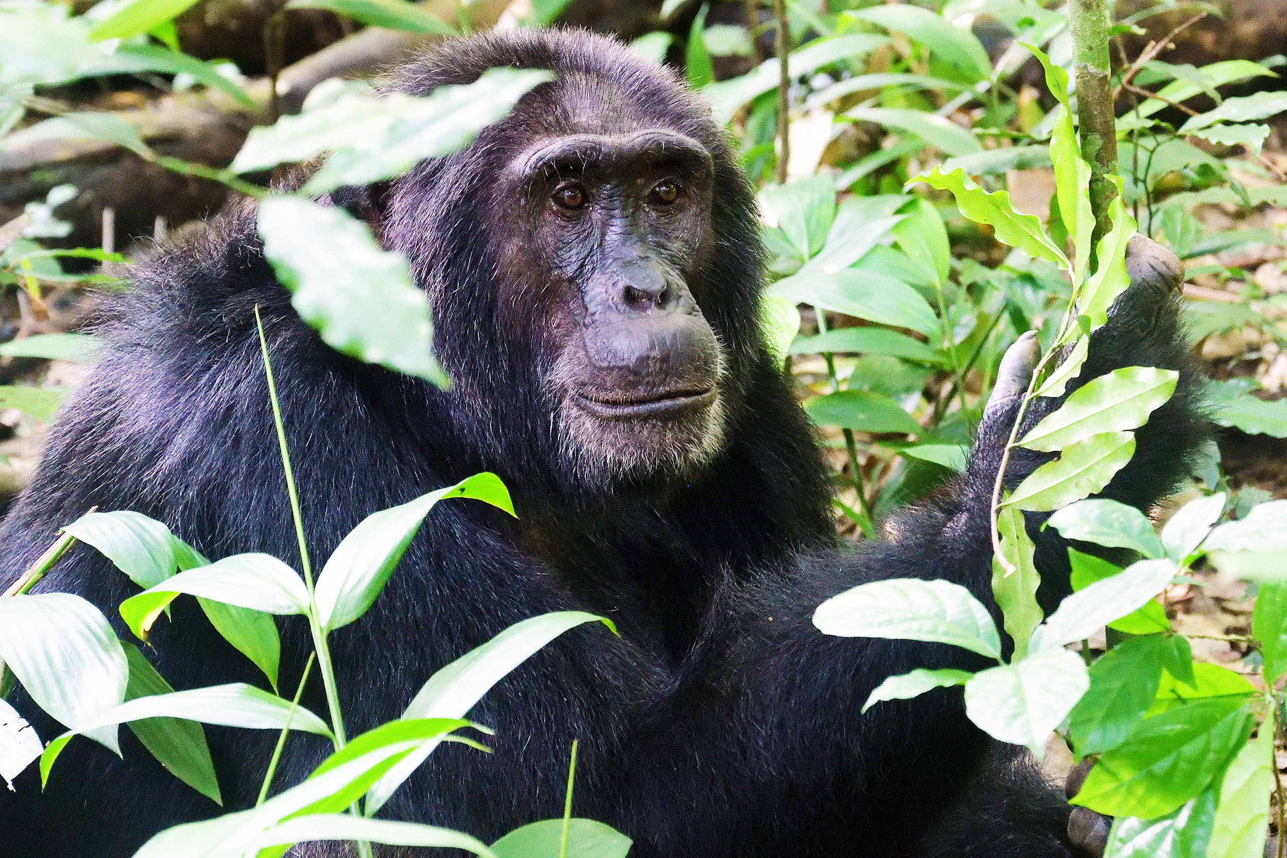 Great apes will suffer through frequent and extreme climate events ...