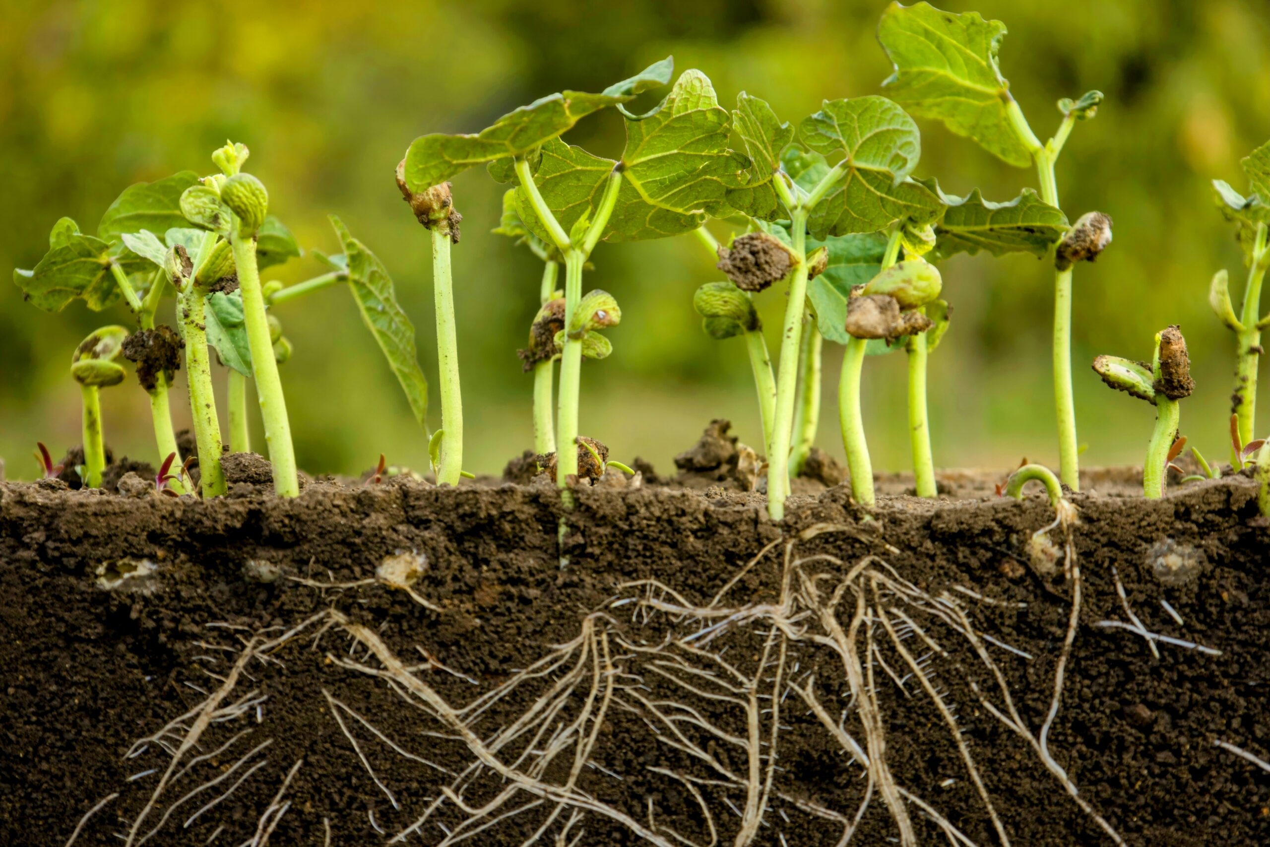 Plants change their roots to survive harsh conditions - Earth.com