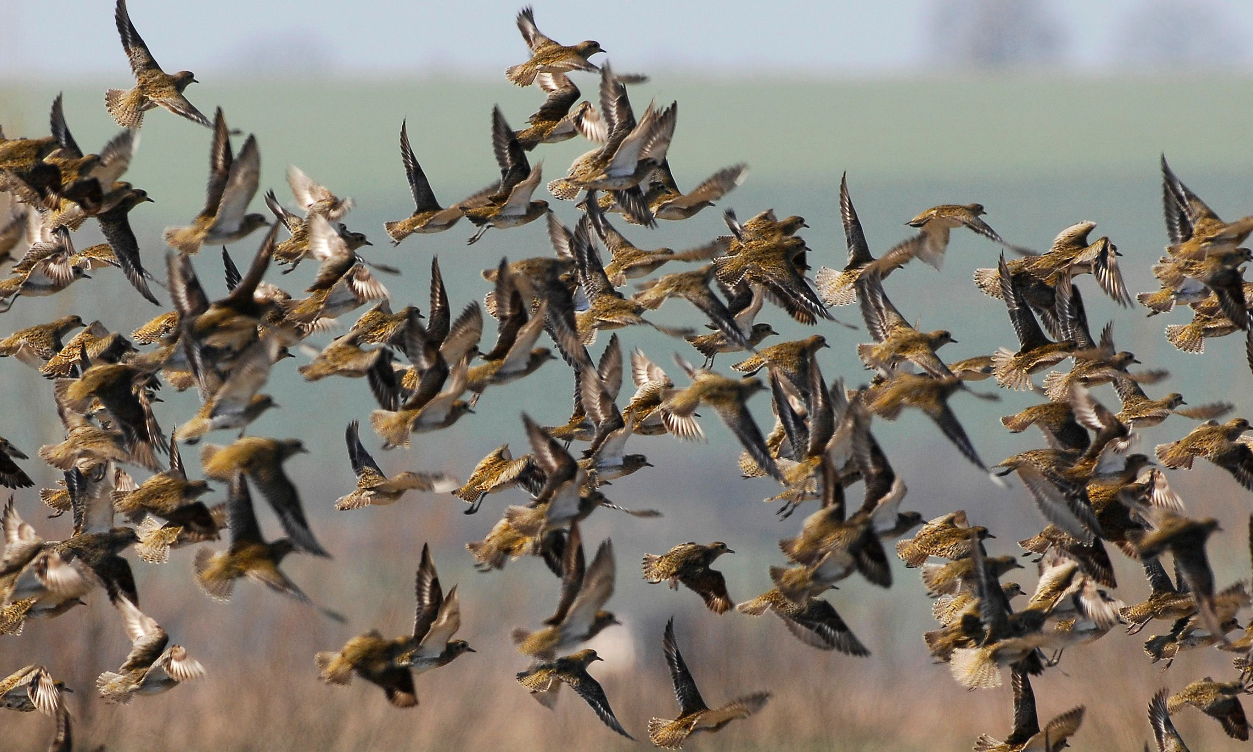 Arctic survival: Can shorebirds adjust to changes in their diet ...