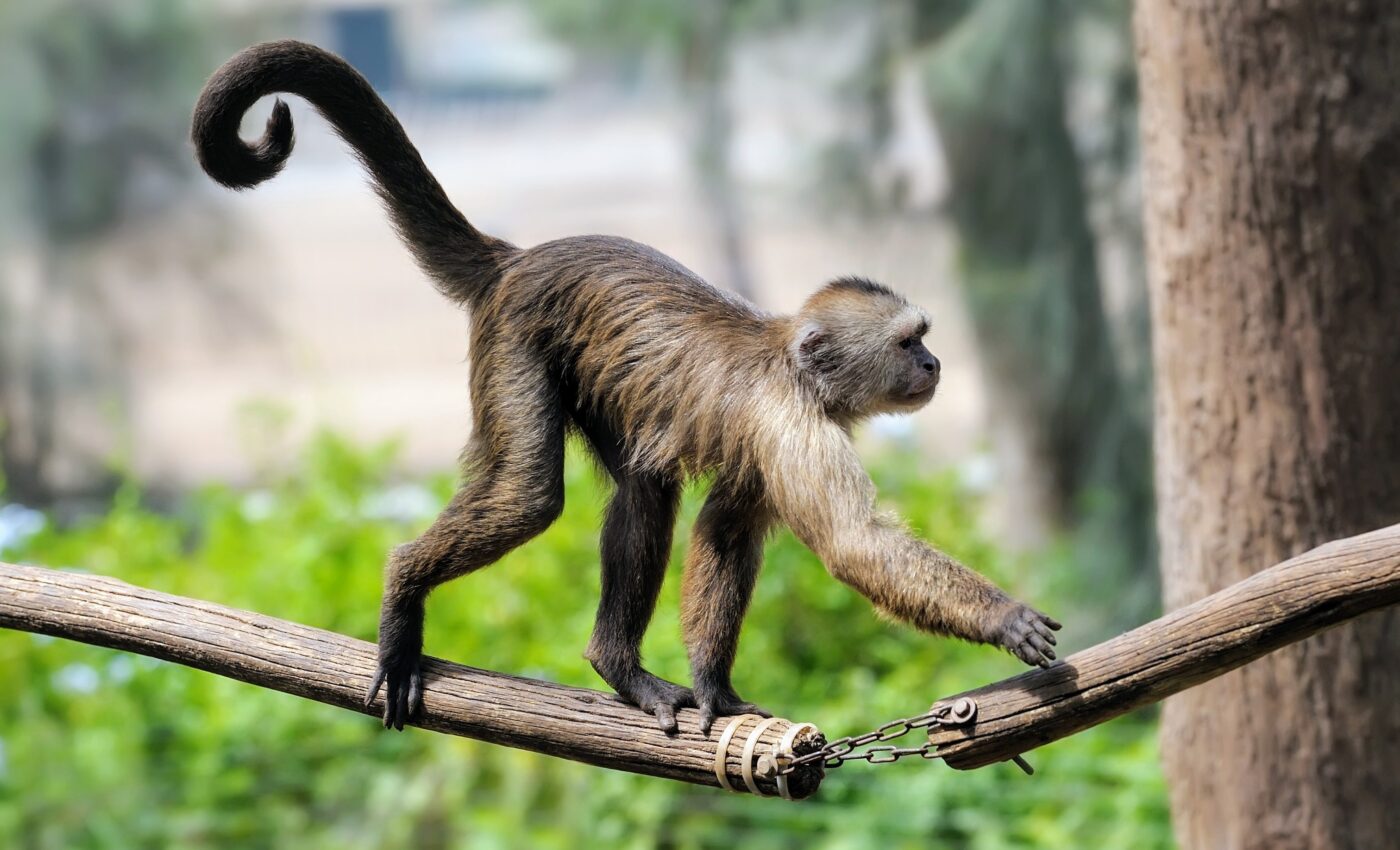 Humans With Tails Do Human Beings Have A Tail? ScienceDirect