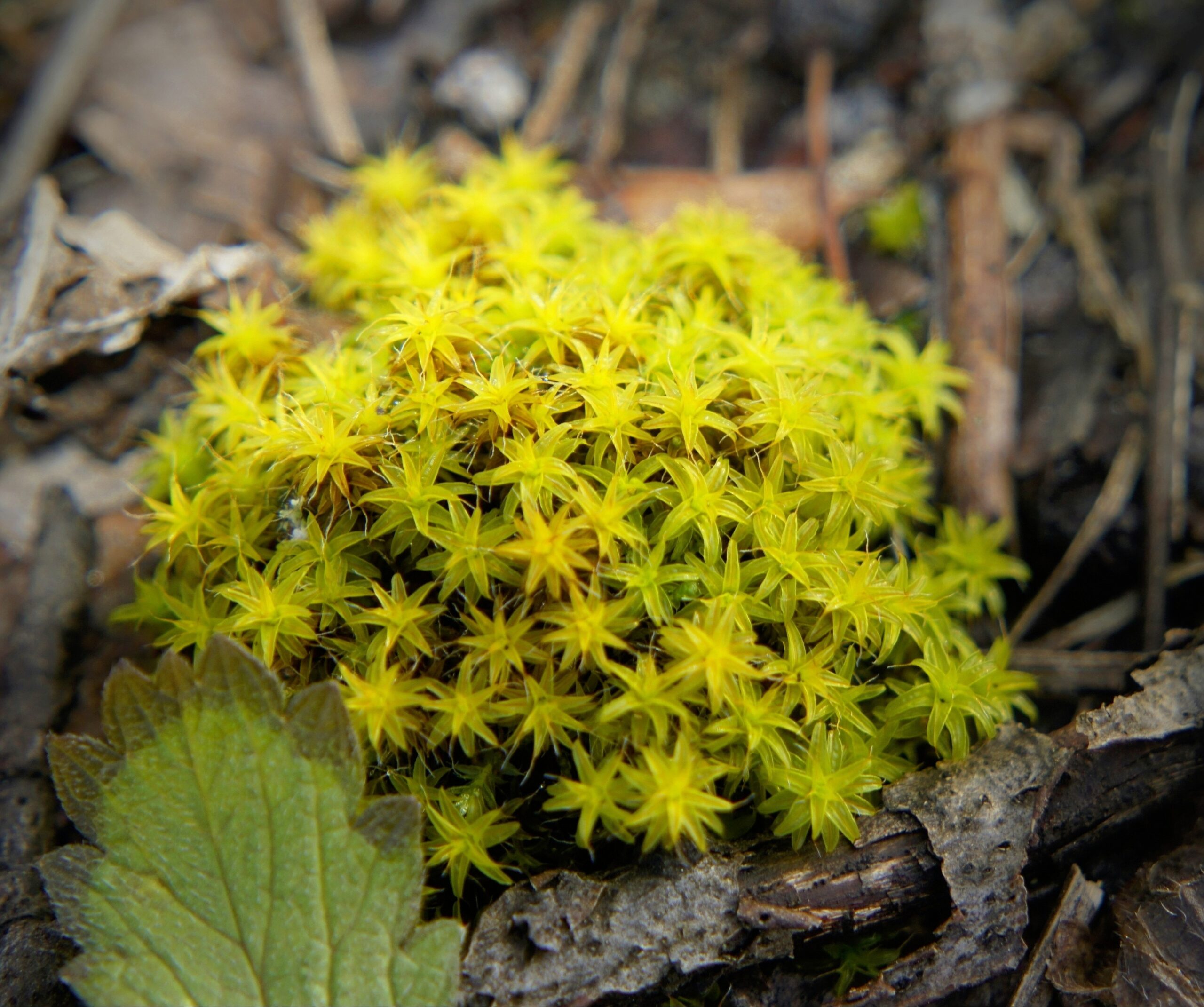 Drought Tolerant Moss Growing Moss Getting It Started