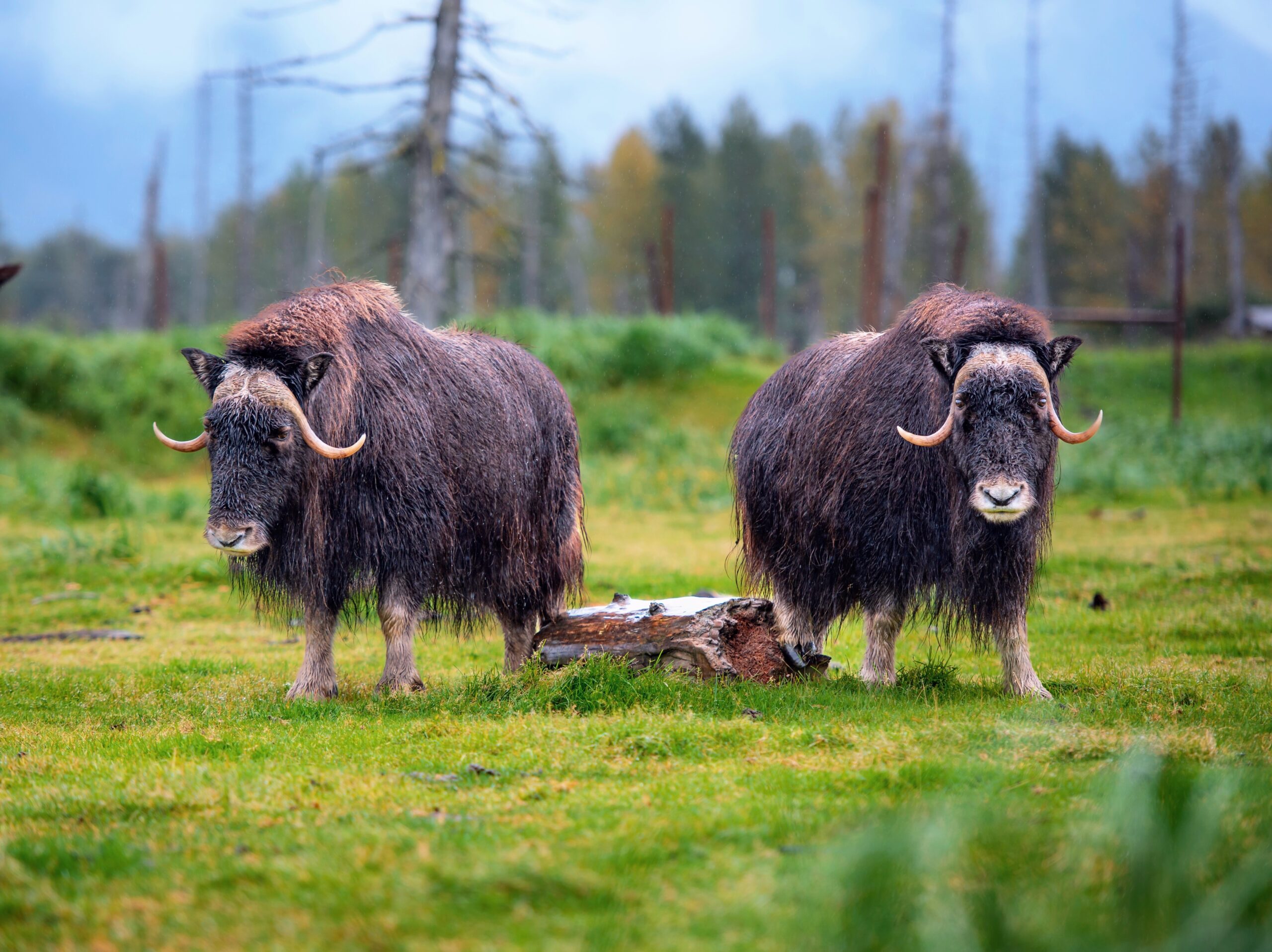 Minerals in the ground affect reproductive success in muskoxen - Earth.com