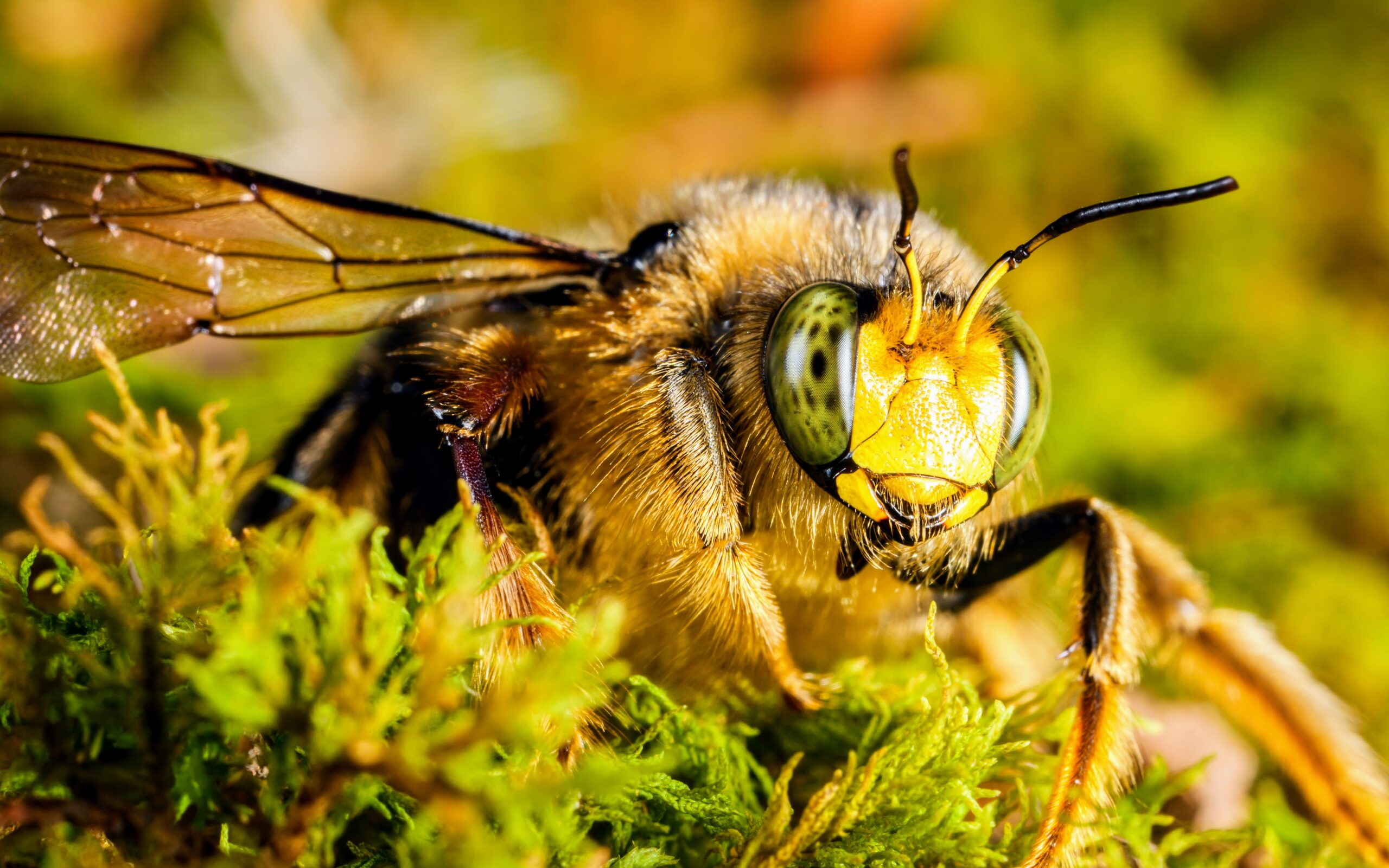 Bumblebees may be capable of cultural learning - Earth.com