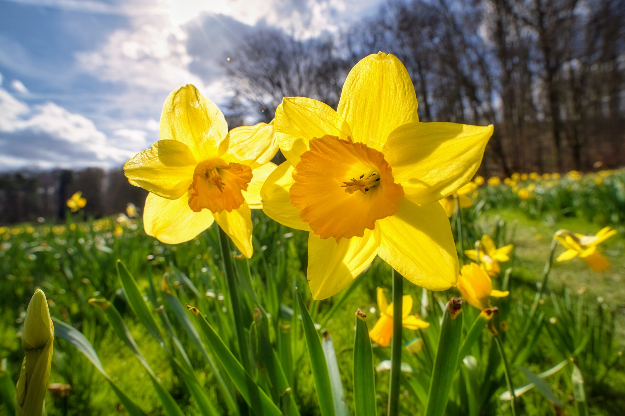 Early spring follows the hottest February on record - Earth.com