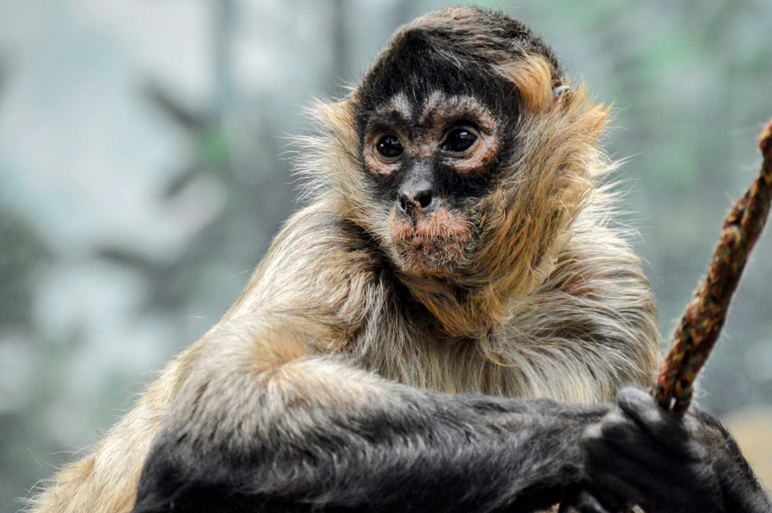 Animal extinction risk is heavily influenced by climate change - Earth.com