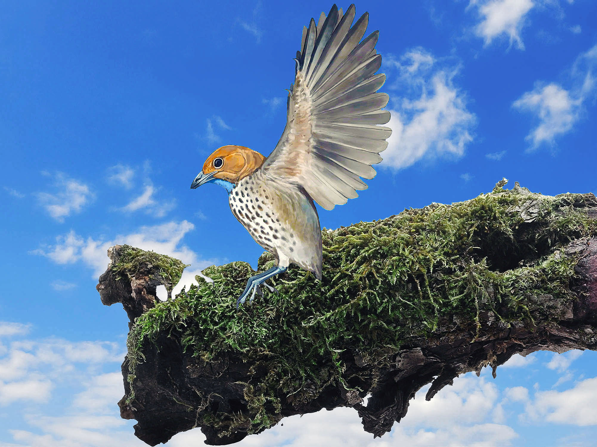 Attenborough’s 'strange bird' was first species of toothless birds ...
