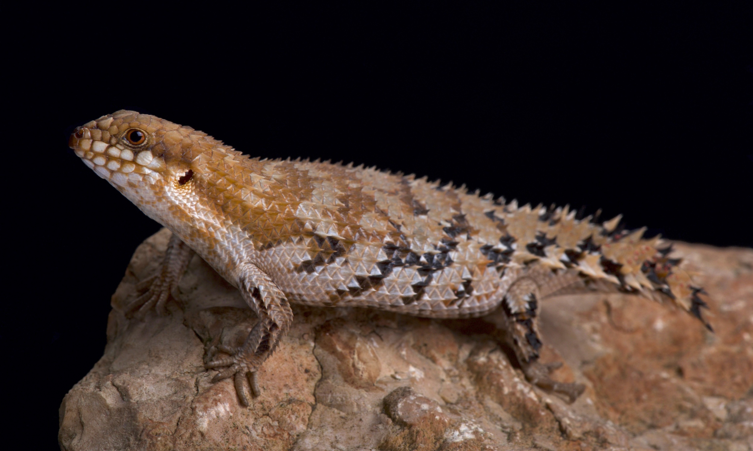 Endangered lizard faces an unexpected threat - Earth.com