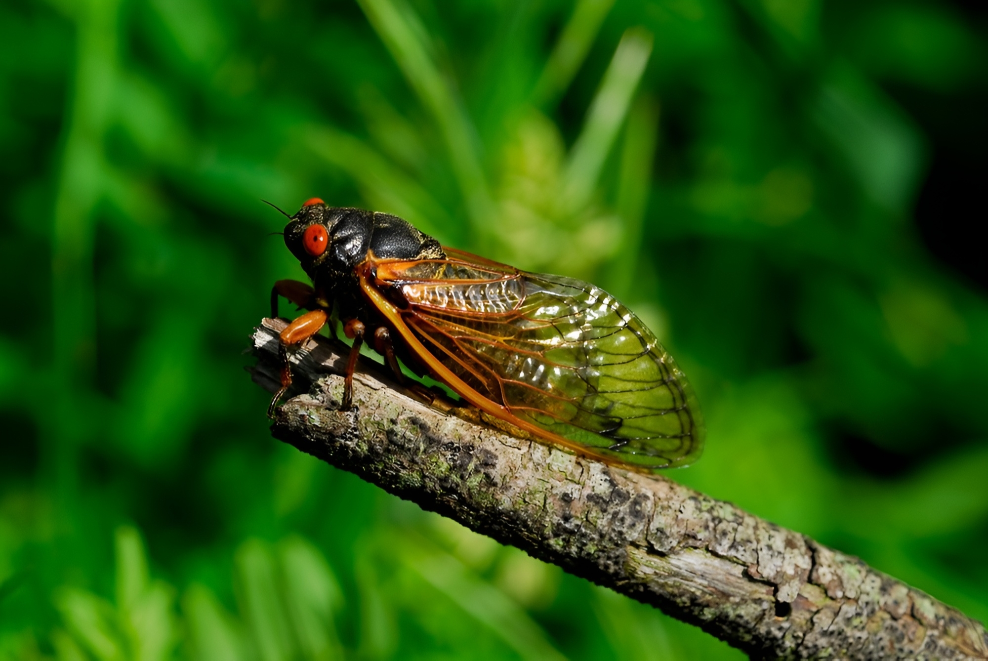 Cicada urination defies what scientists thought was possible - Earth.com
