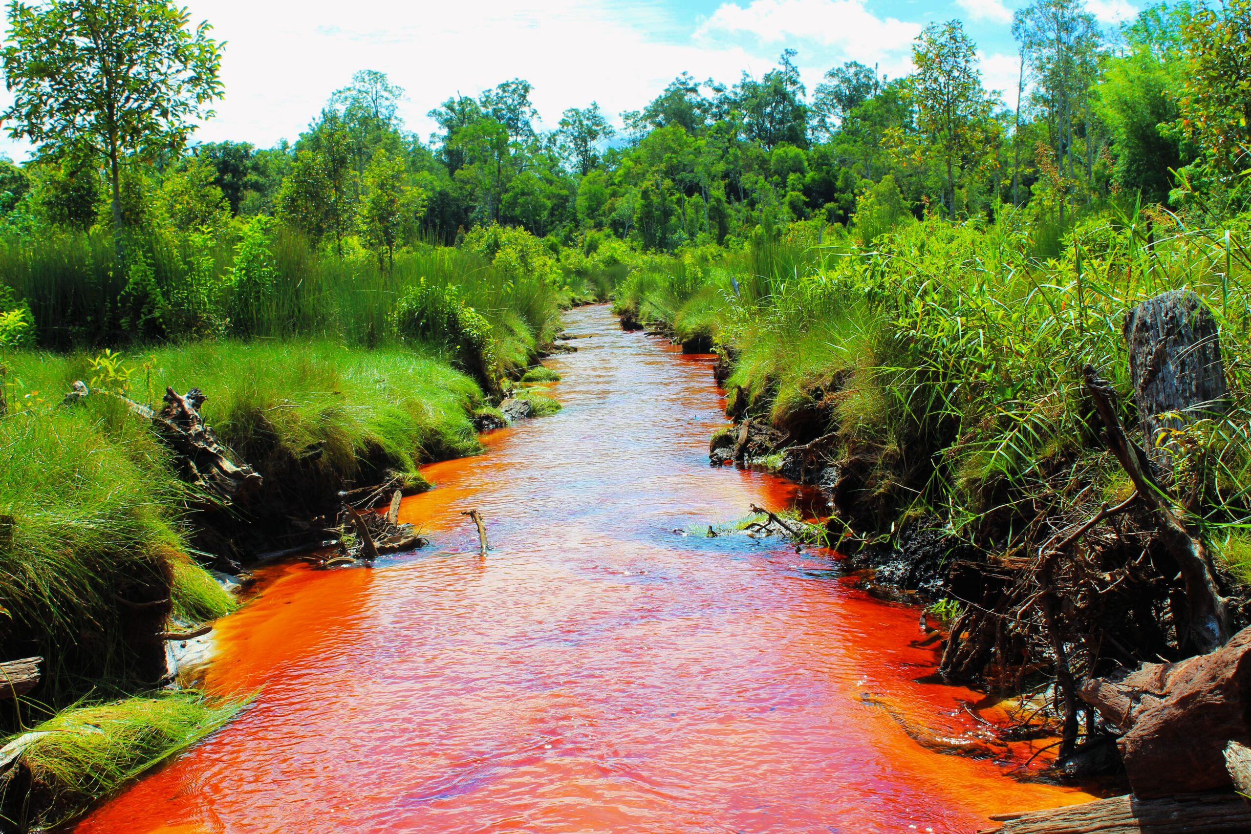 Peatland canals are hidden hotspots for carbon emissions - Earth.com