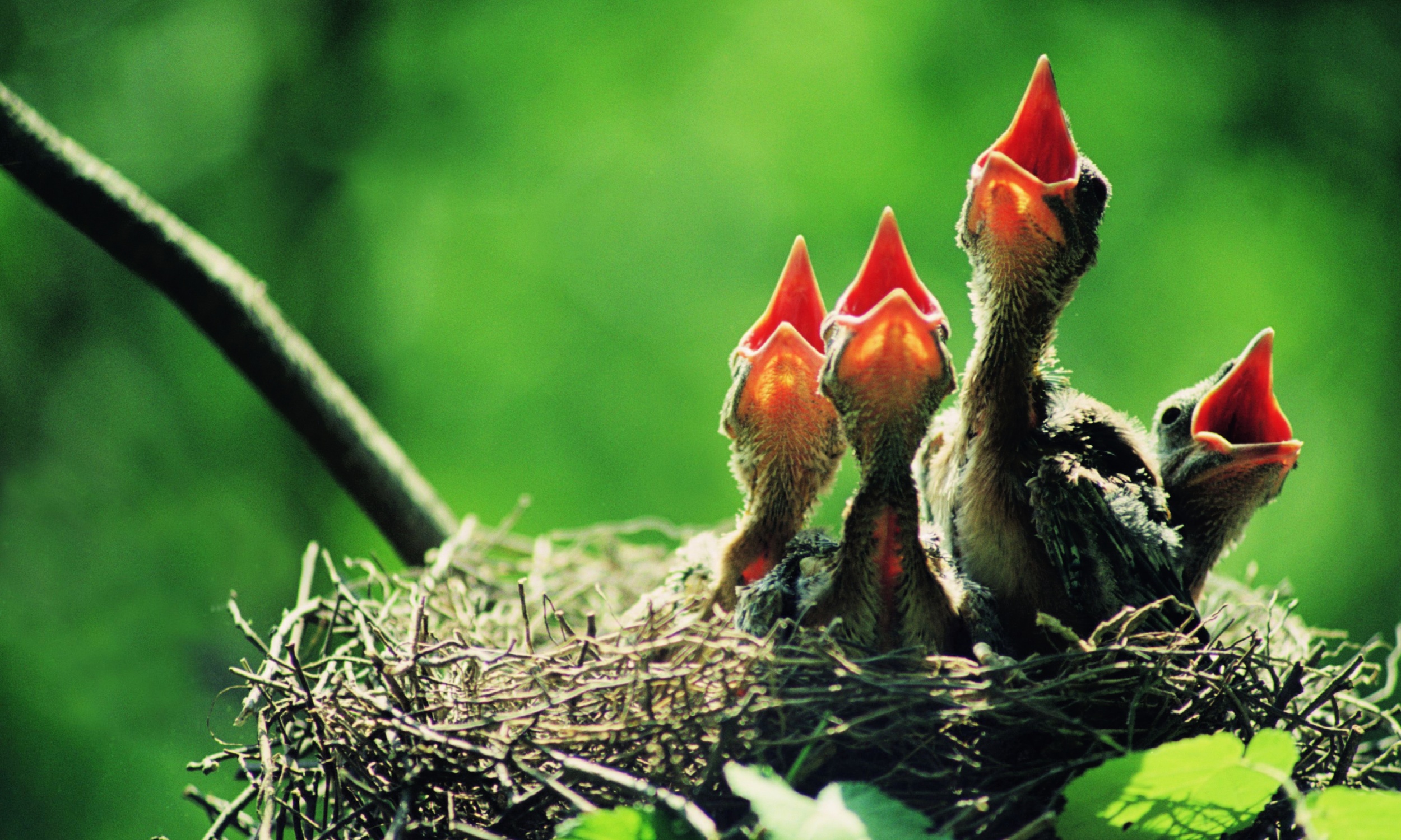 Why birds enjoy eating feces and what it means for their health - Earth.com