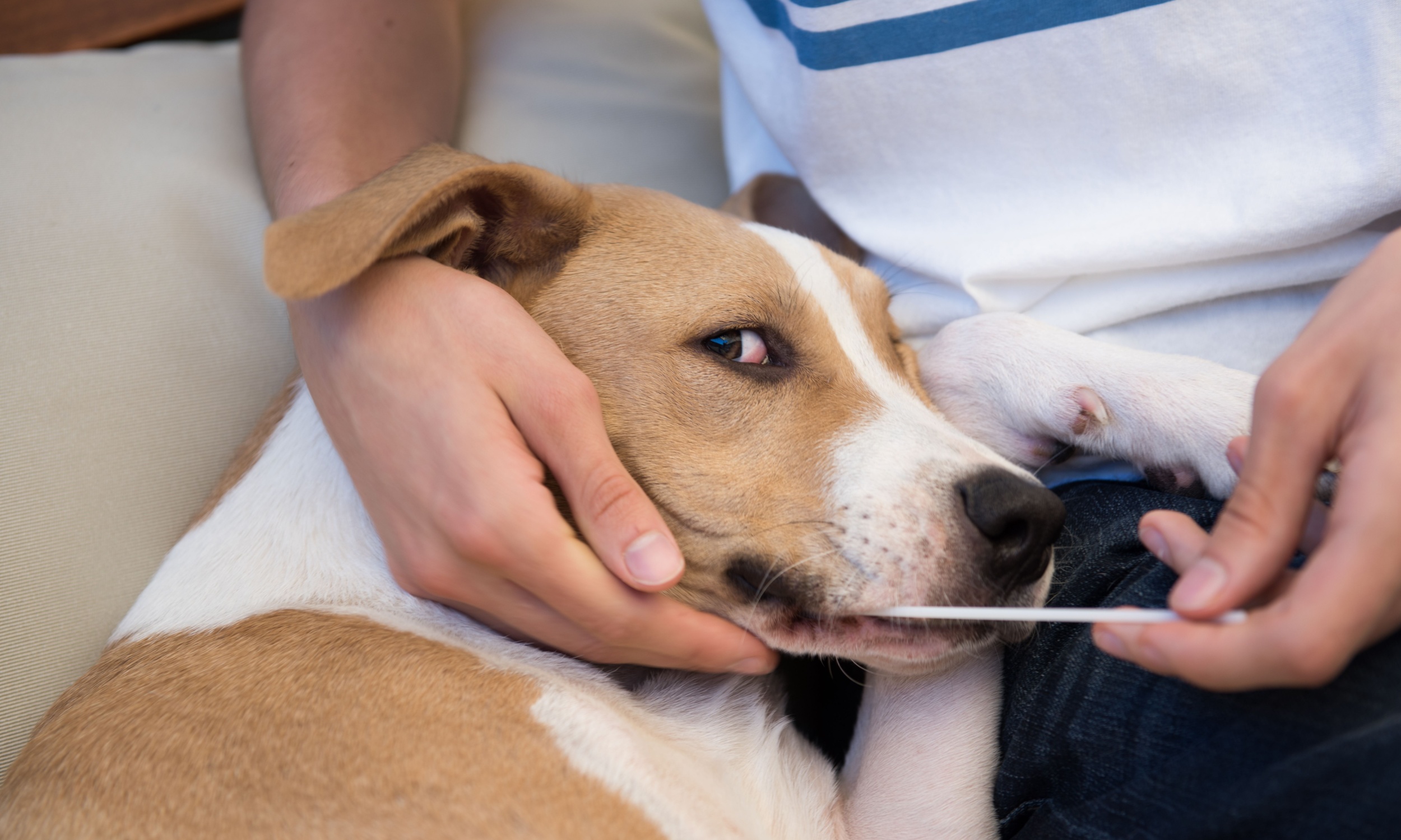 Uncovering the truth: The reality behind canine DNA testing - Earth.com