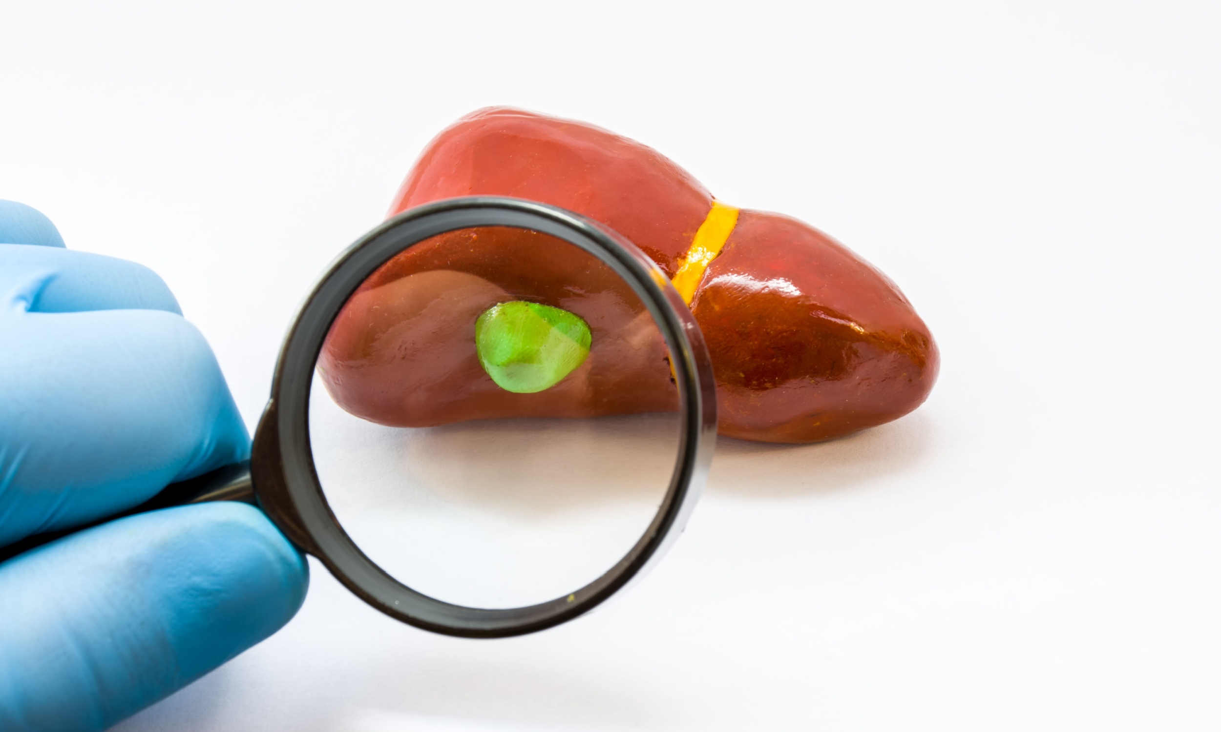 Language of the gut: The unknown potential bile acids - Earth.com