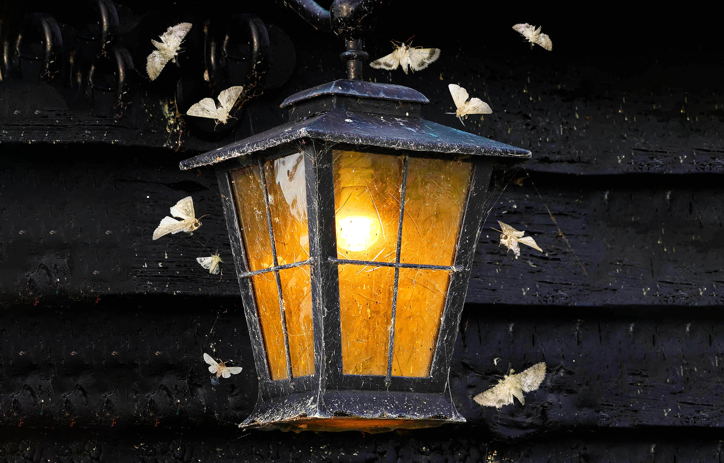 City moths develop smaller wings to survive light pollution - Earth.com