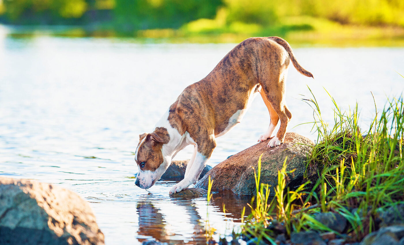 Fluke Worm In Dogs