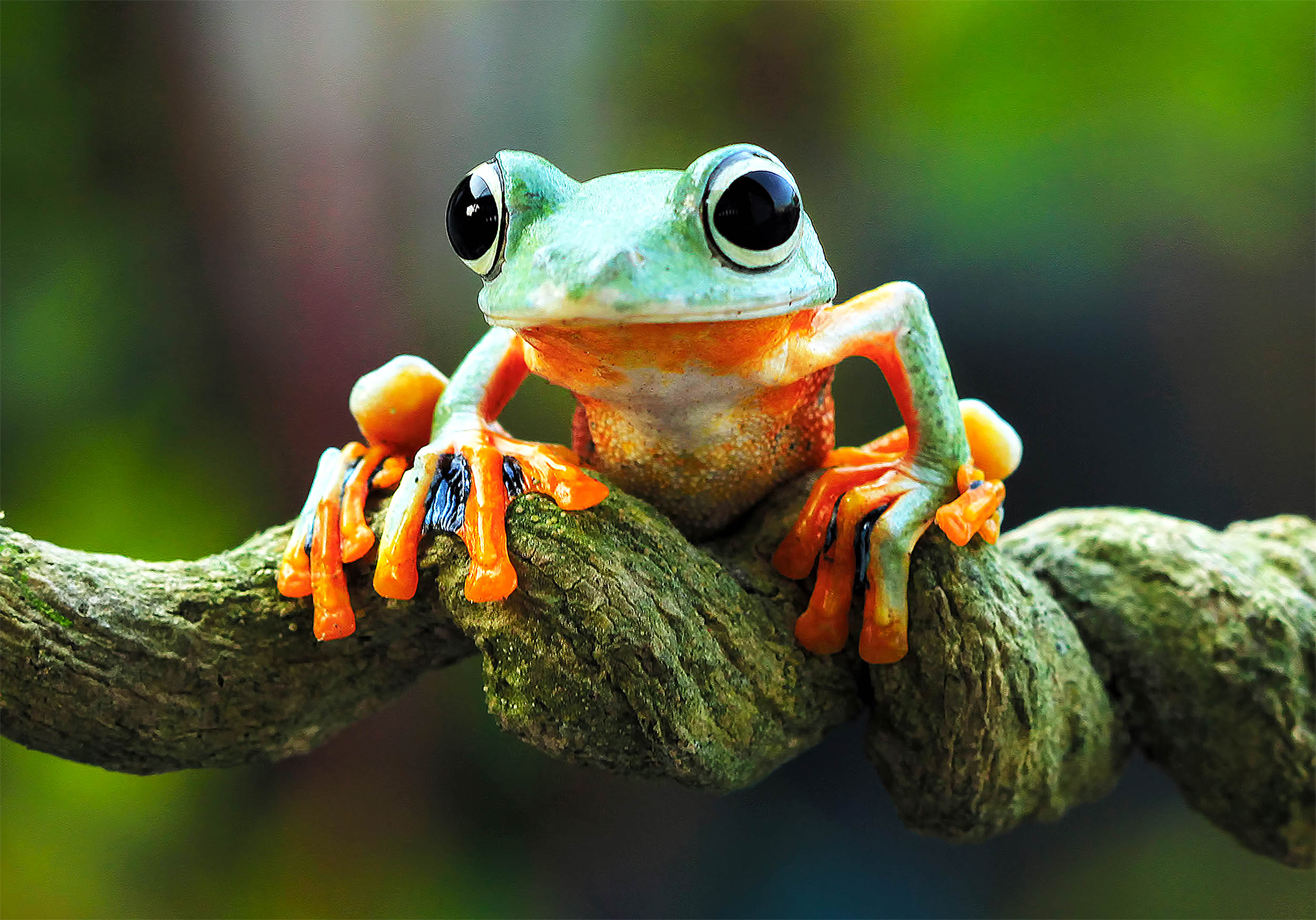 Why Tree Frogs Live In Trees But Lay Their Eggs On The Ground Earth Why Tree Frogs Live In Trees But Lay Their Eggs On The Ground Earth
