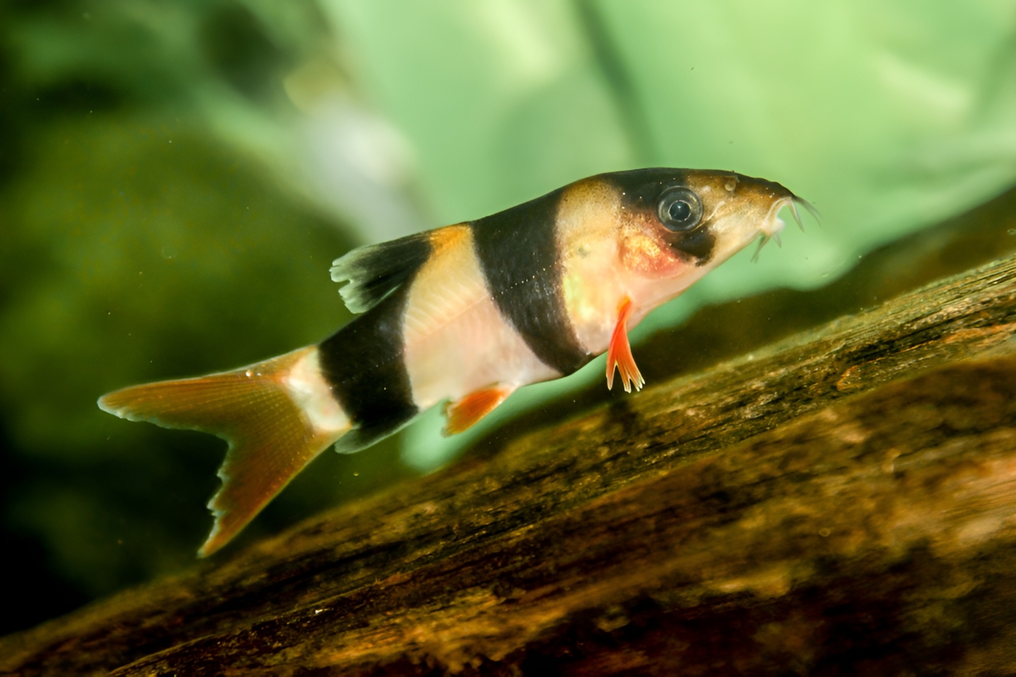 Fish reveal new depths in sleep regulation - Earth.com