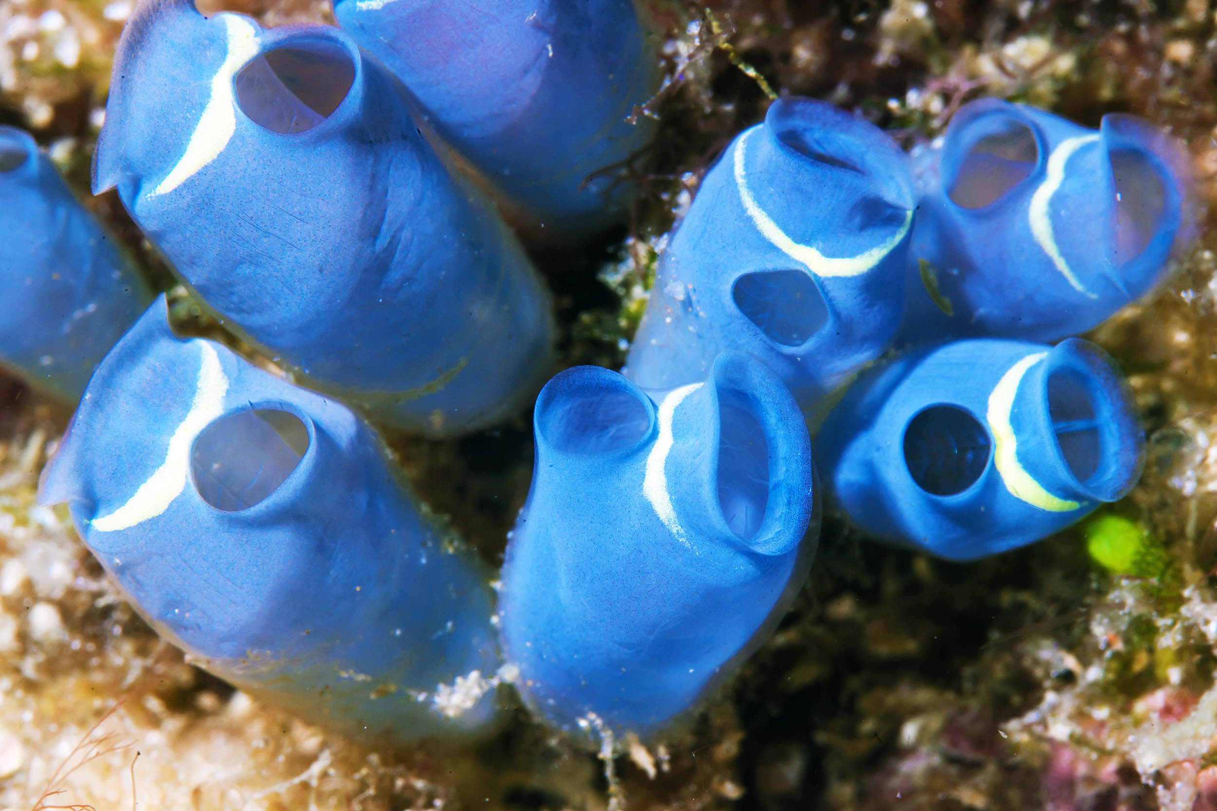 Sea squirts and the future of cancer treatment drug trabectedin - Earth.com