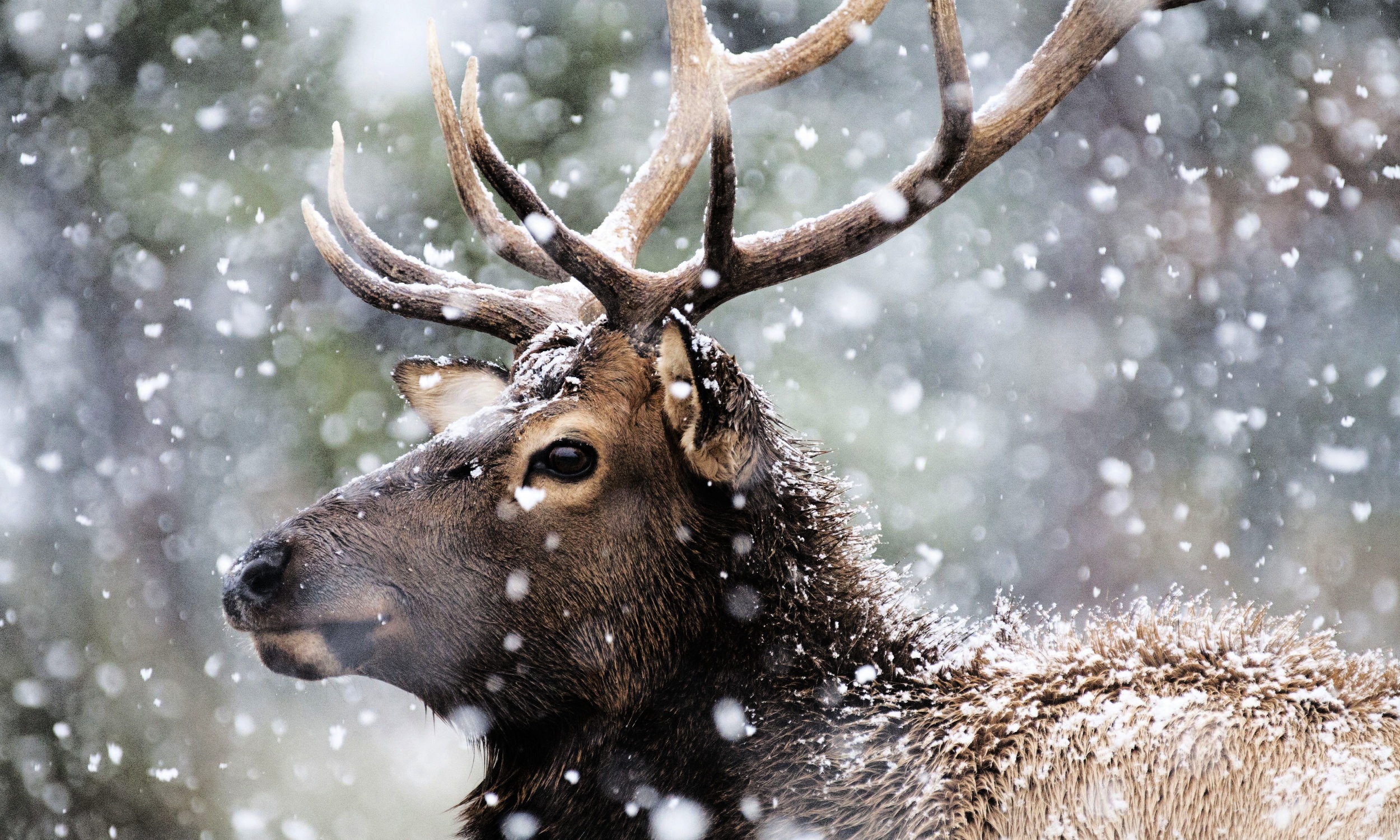 Some animals transform their hair structure to battle winters - Earth.com