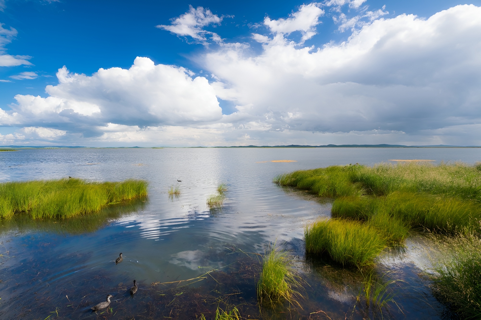 Tidal wetlands have enormous climate change mitigation potential ...