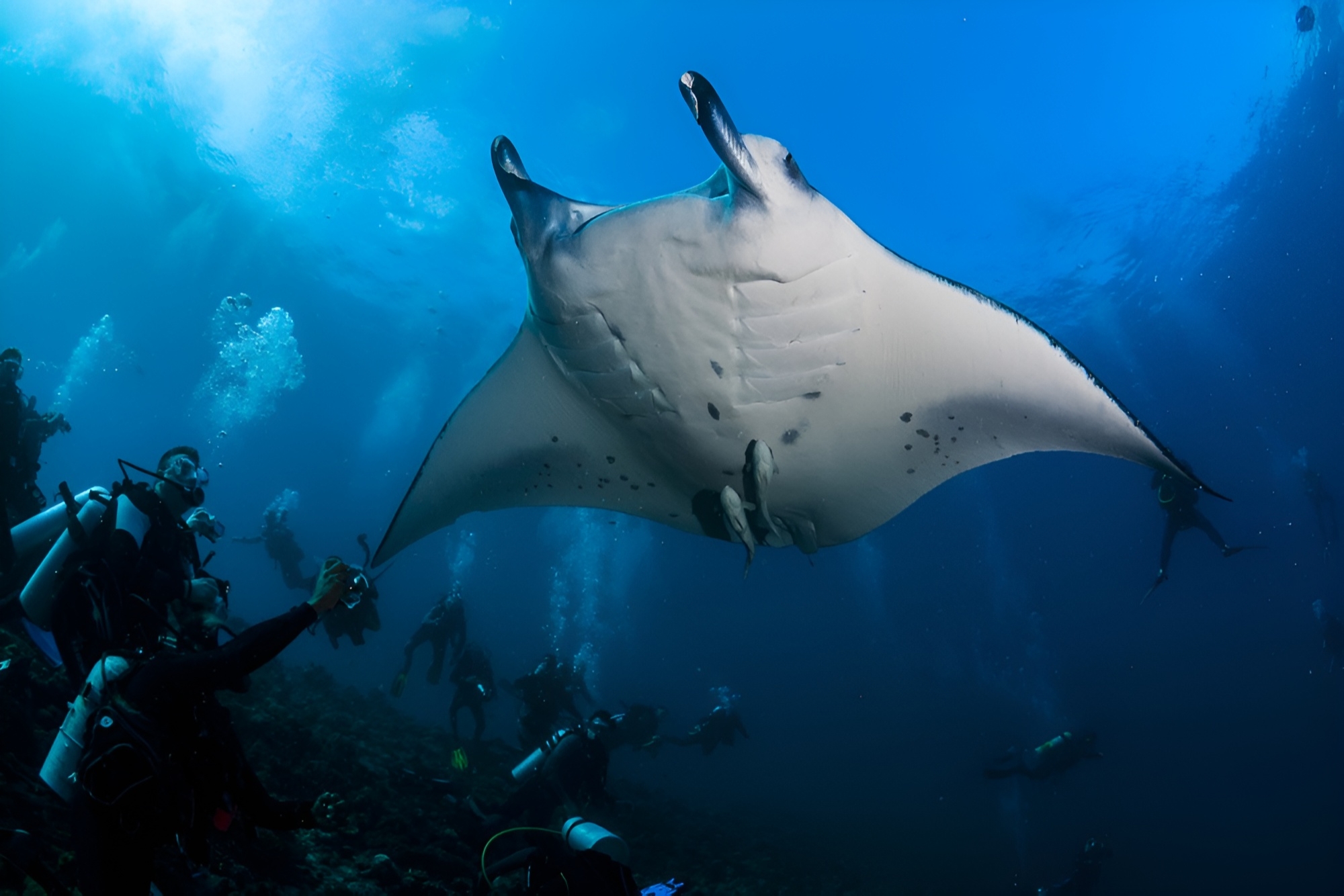 Ancient rays were more diverse than previously thought - Earth.com