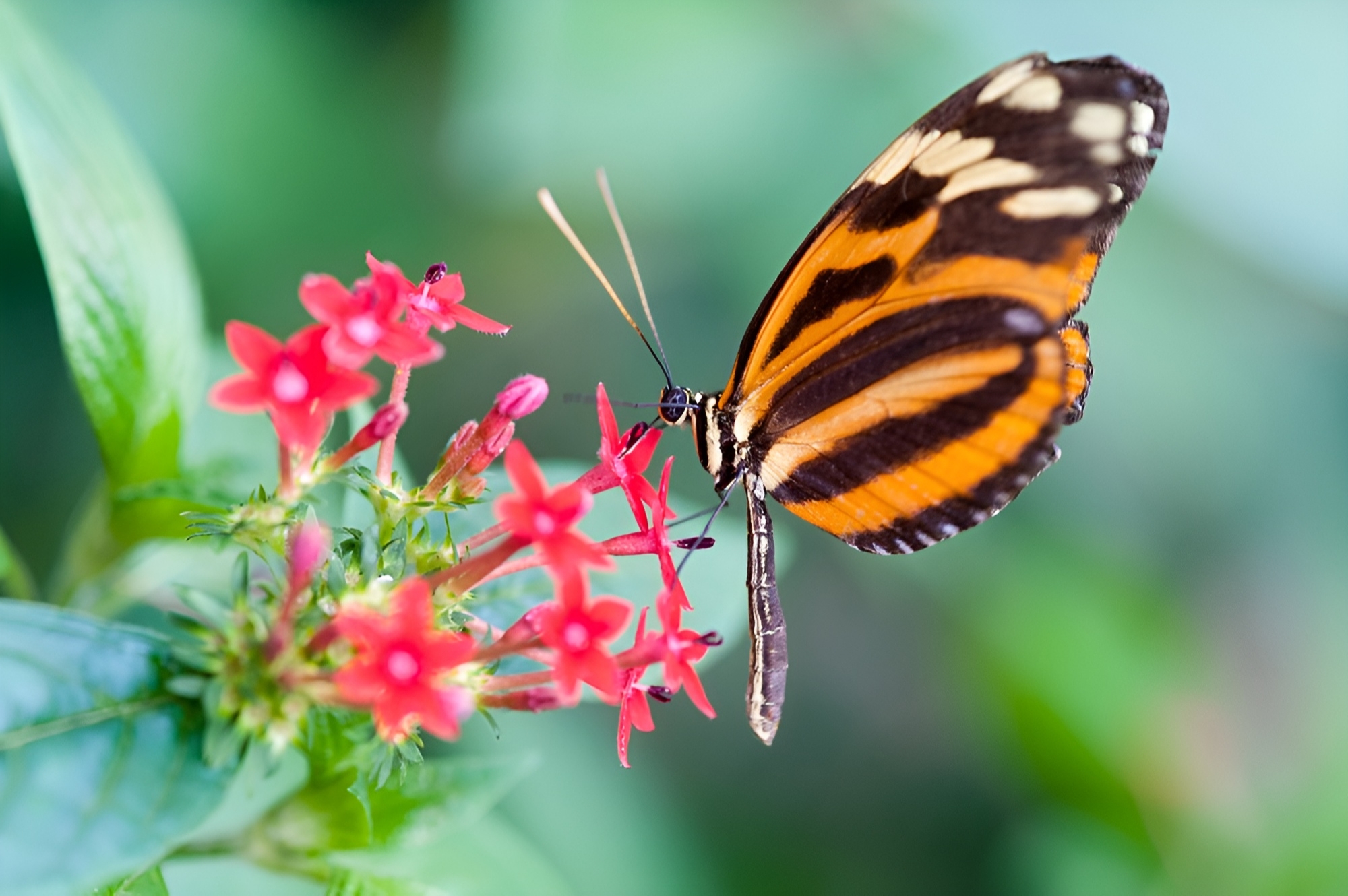 Heliconius butterflies' mating preferences linked to a single gene ...