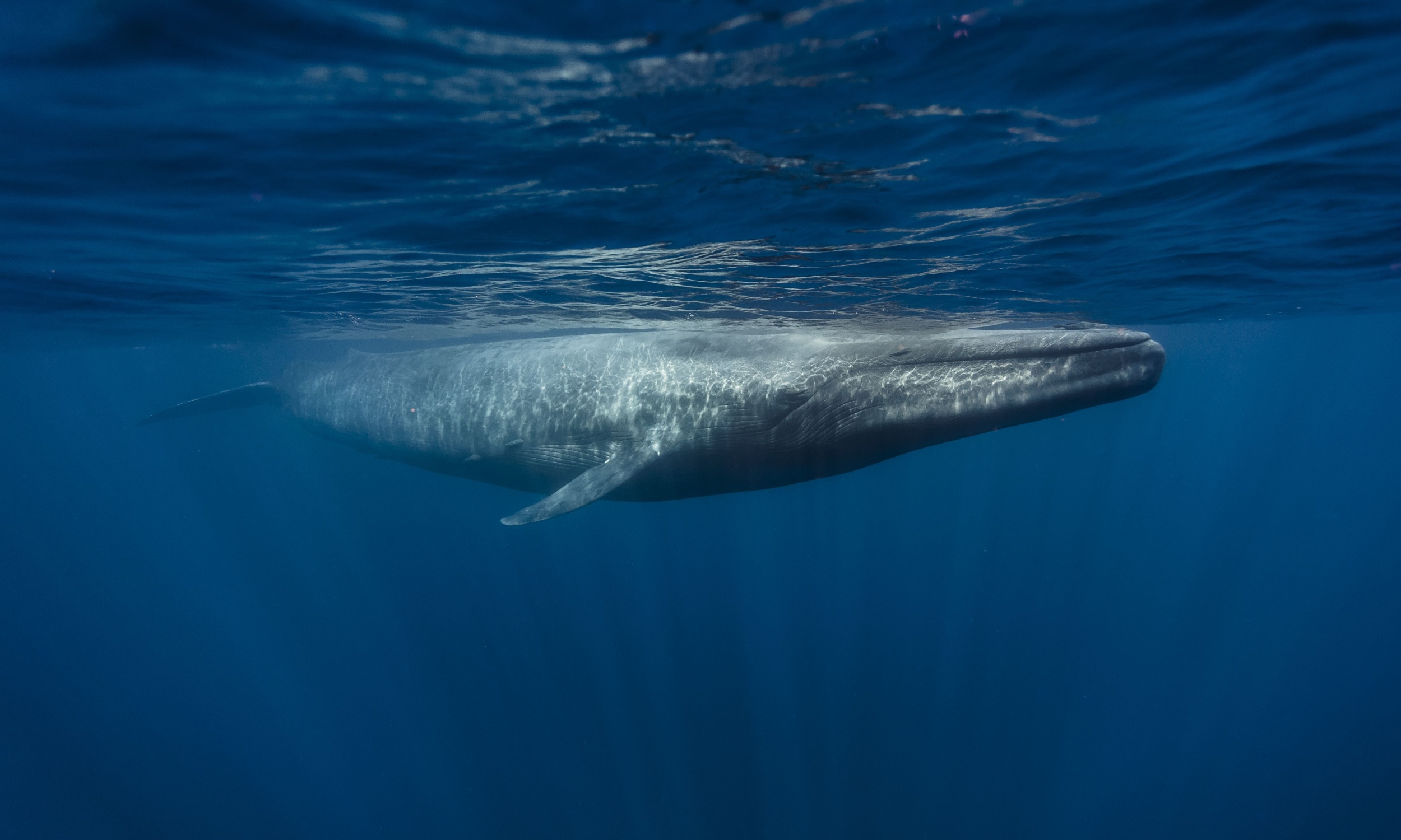 Blue whales continue their battle for survival - Earth.com