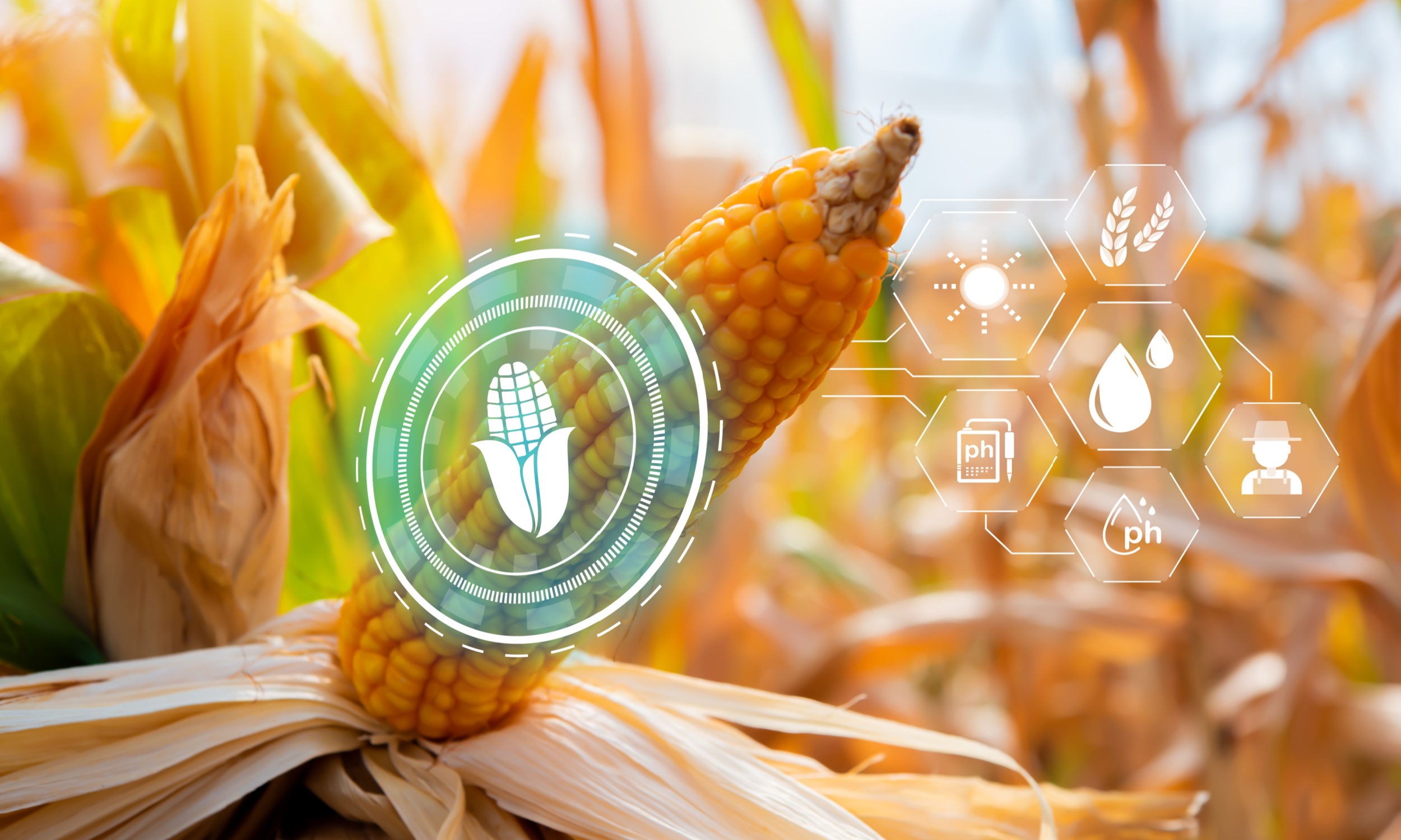 Maize plant genetics shape root health and growth - Earth.com