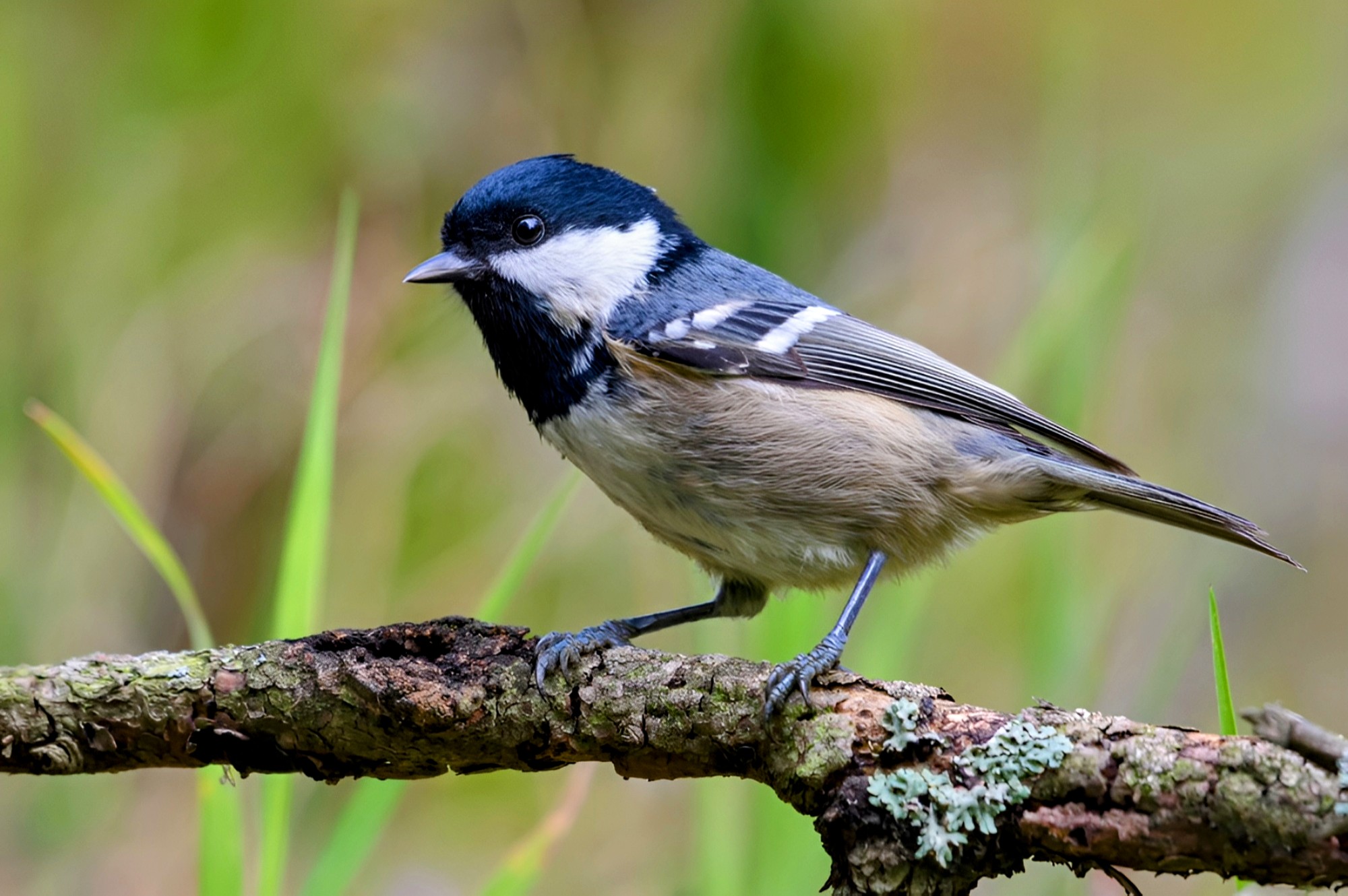 Wild bird uses wing gestures to politely say, 'after you' - Earth.com