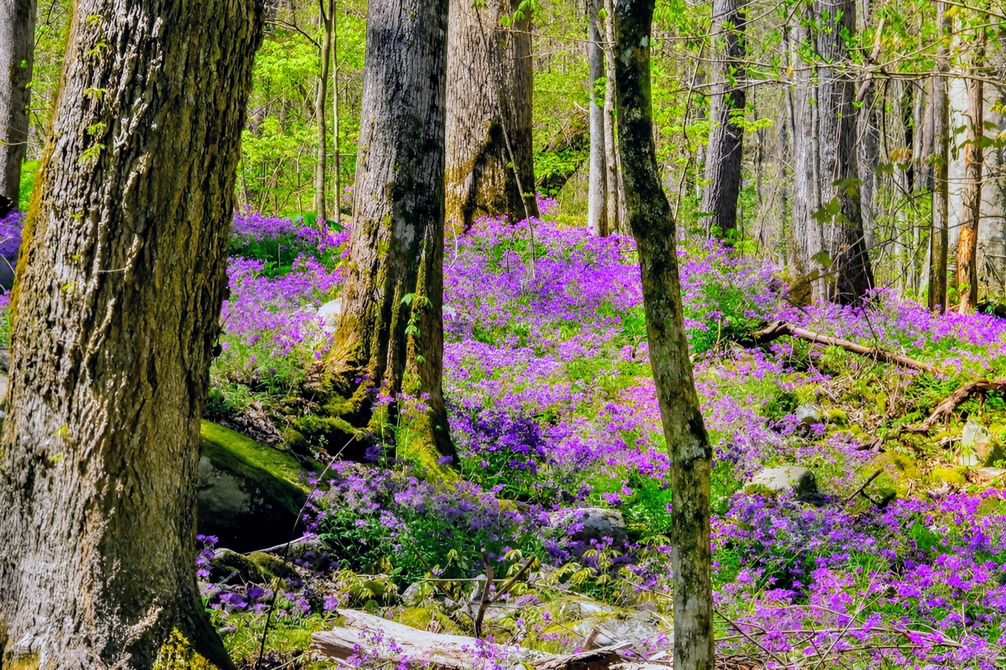 Species richness linked to forest productivity in the eastern U.S ...