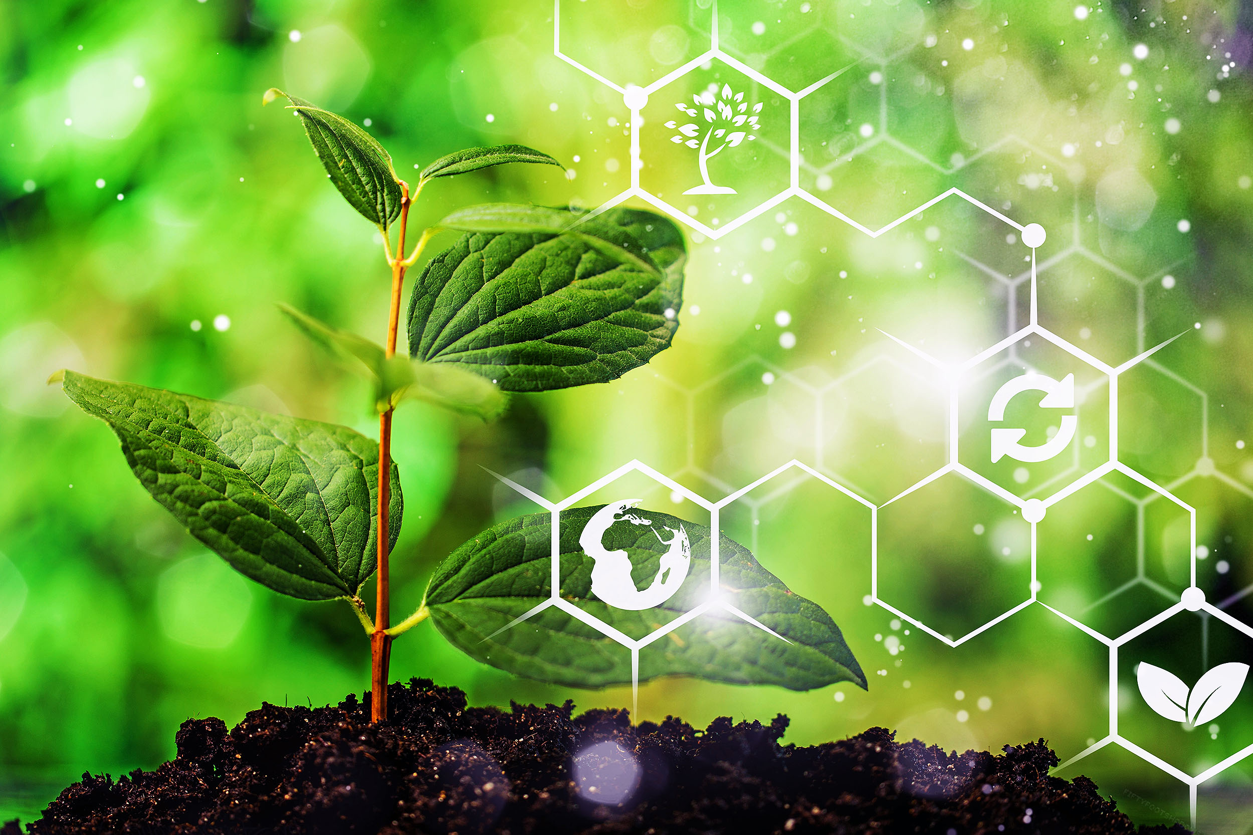 Plants have an astonishing biochemical communication network - Earth.com