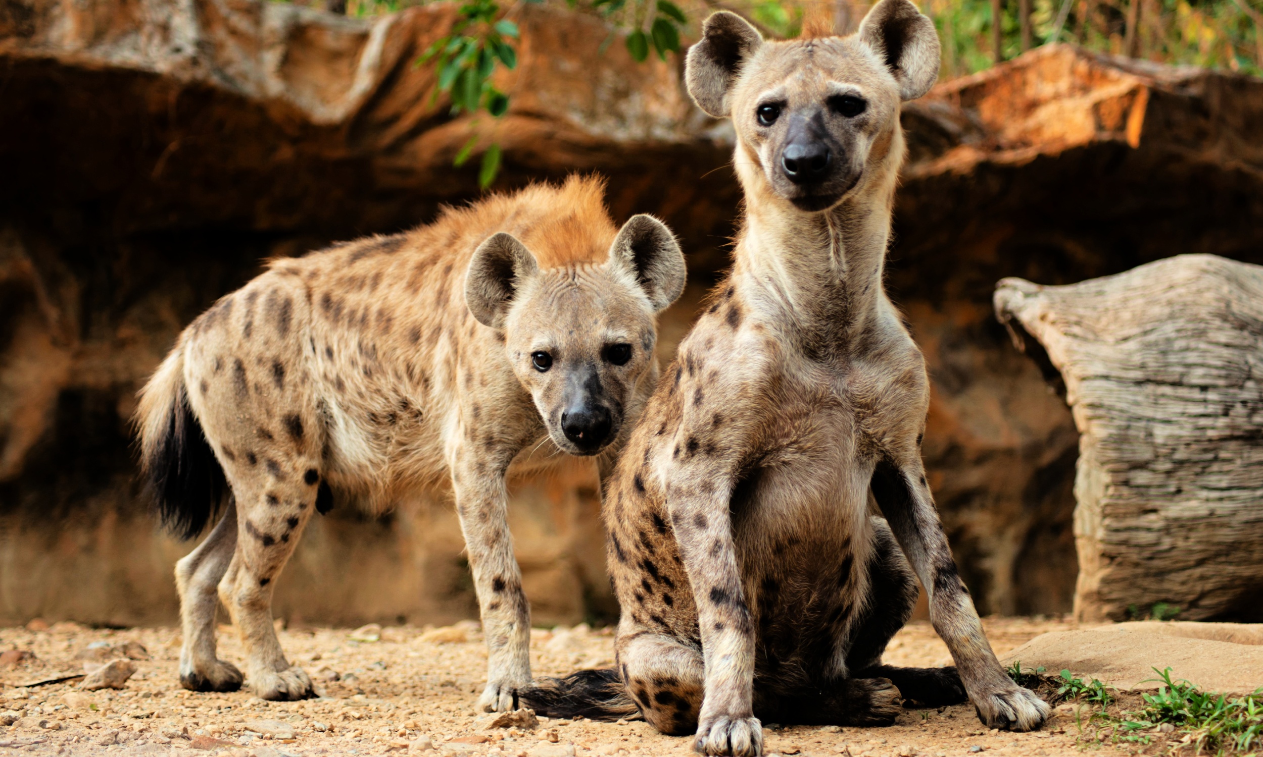 Social status is often passed to offspring through the epigenome ...