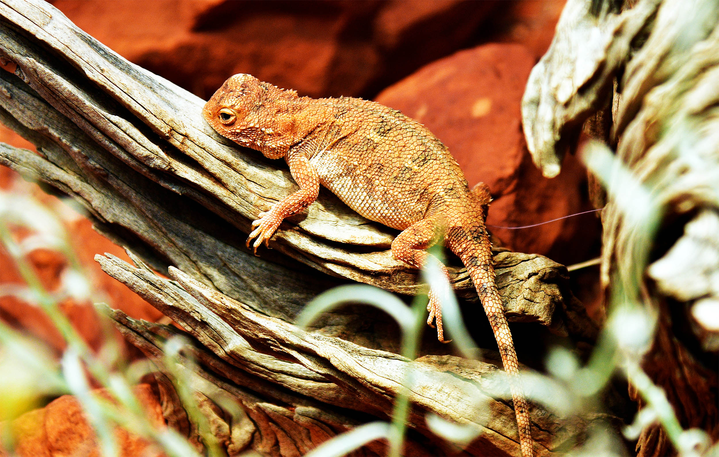 There are only eleven wild "earless dragons" remaining on Earth - Earth.com