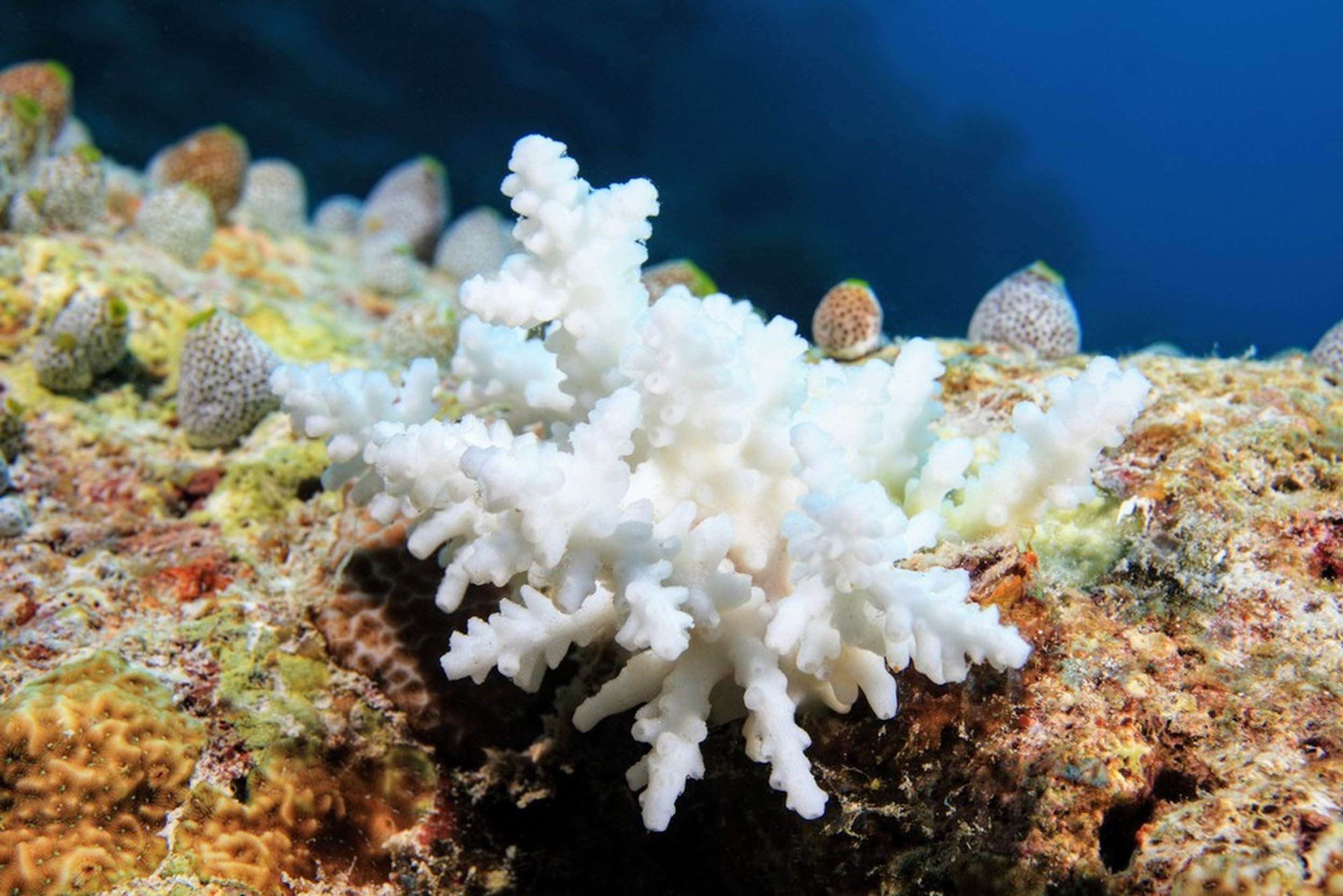 Coral bleaching hinders reproduction in popular reef species - Earth.com