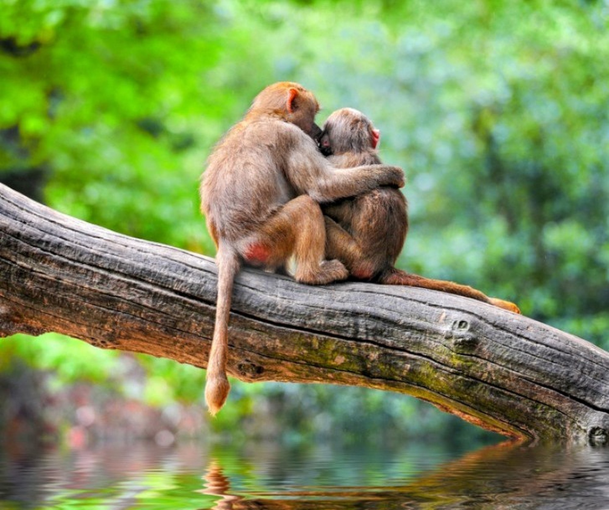 How the brain regulates social cues and support systems - Earth.com