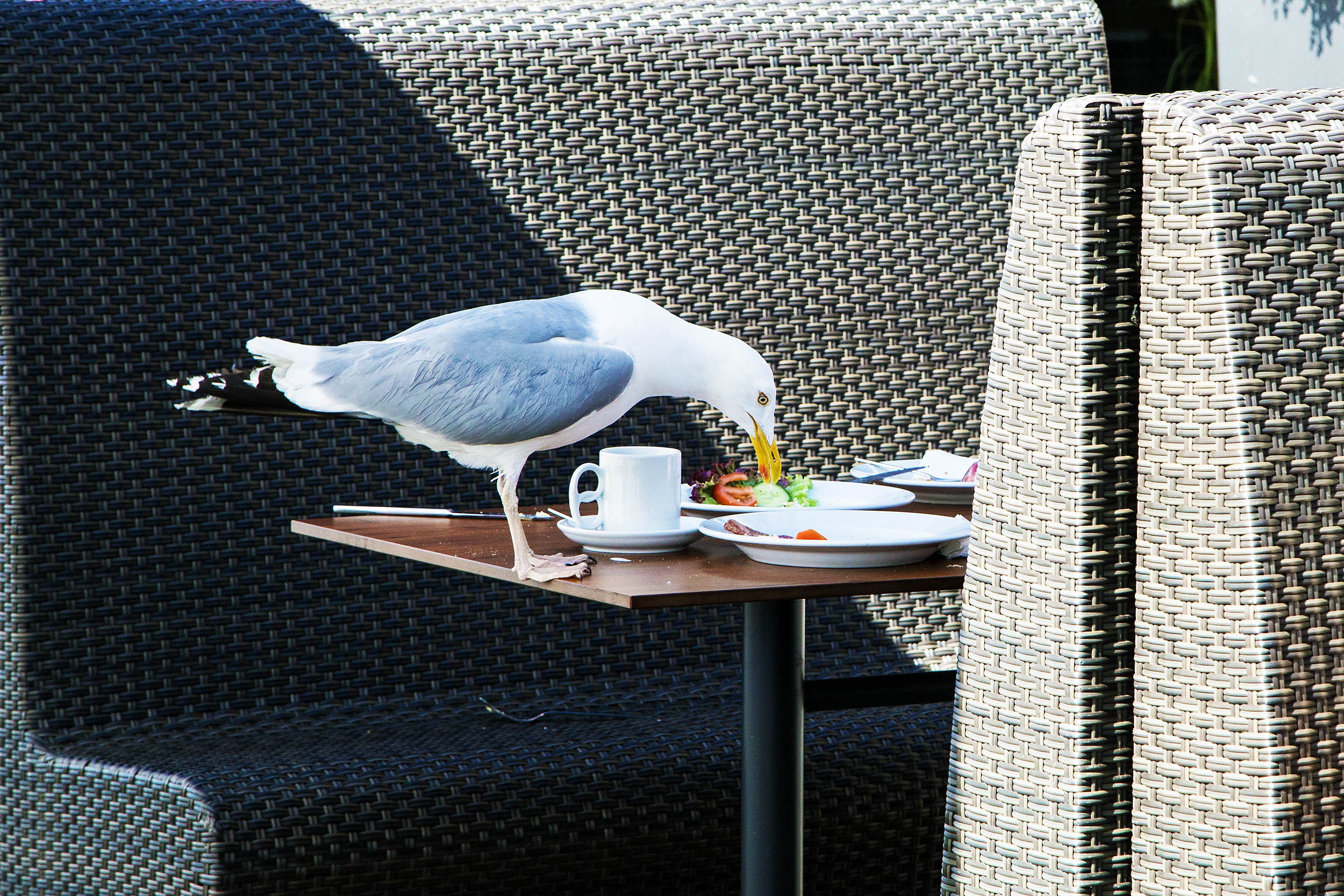 Seagulls are much more intelligent than most people think - Earth.com