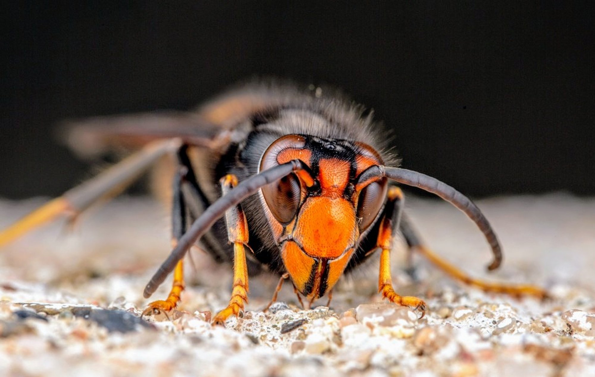 AI detection system quickly identifies invasive species - Earth.com