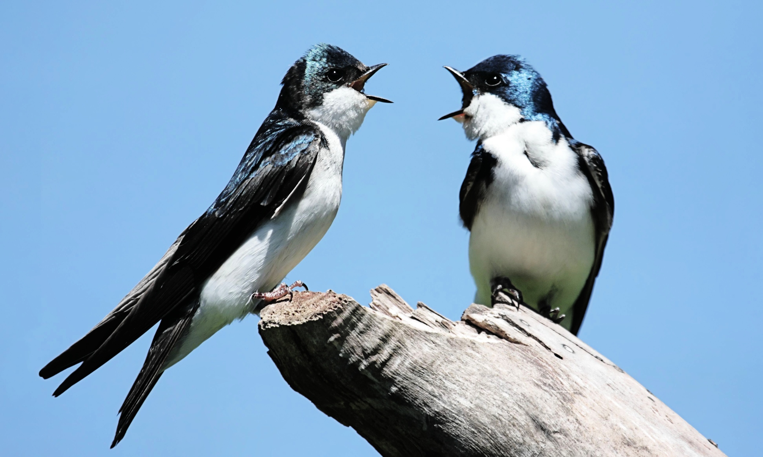 Tree swallows have a surprising ability to beat the heat - Earth.com