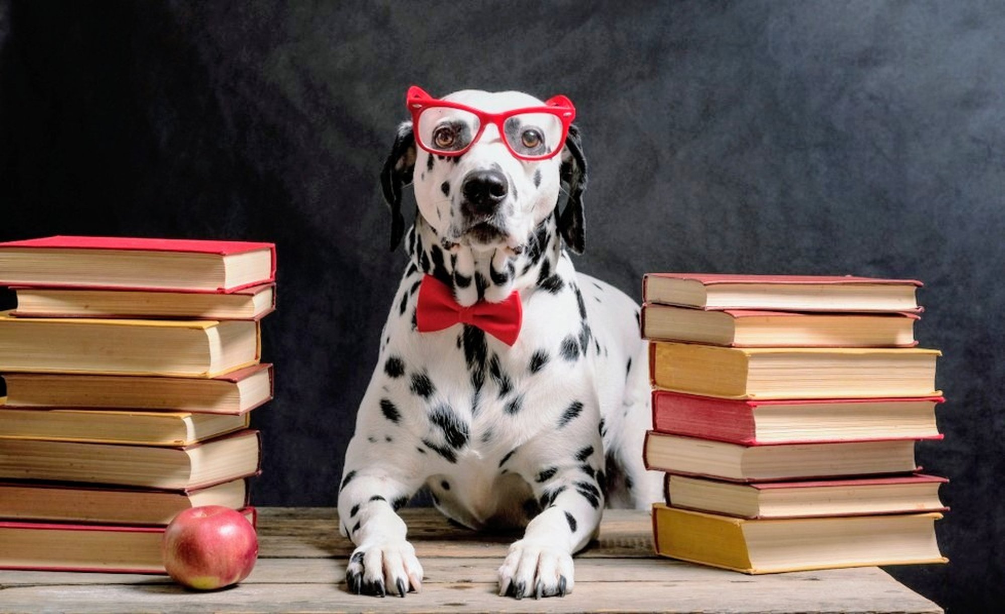 Dogs provide insight into human cognition and aging - Earth.com