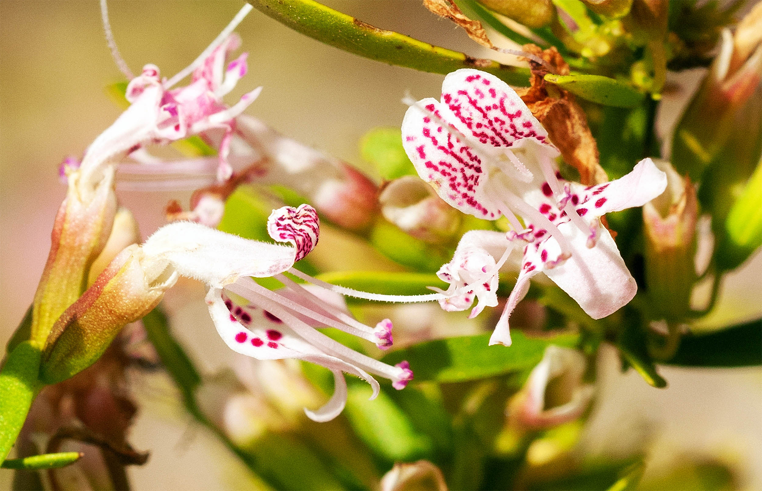 These plants, now almost extinct, have been here millions of years ...
