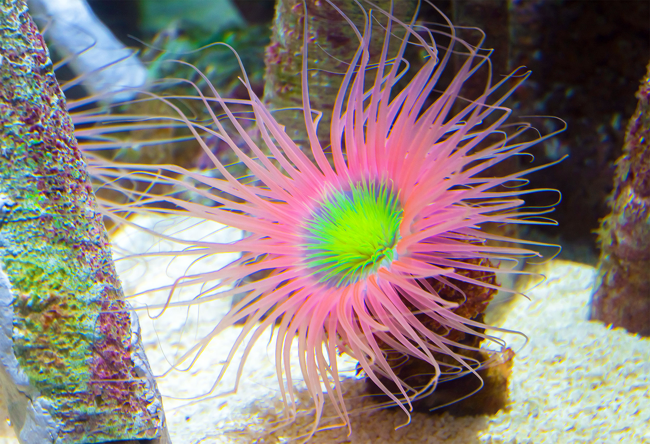 Sea anemones use their 'shyness' to survive heatwaves - Earth.com