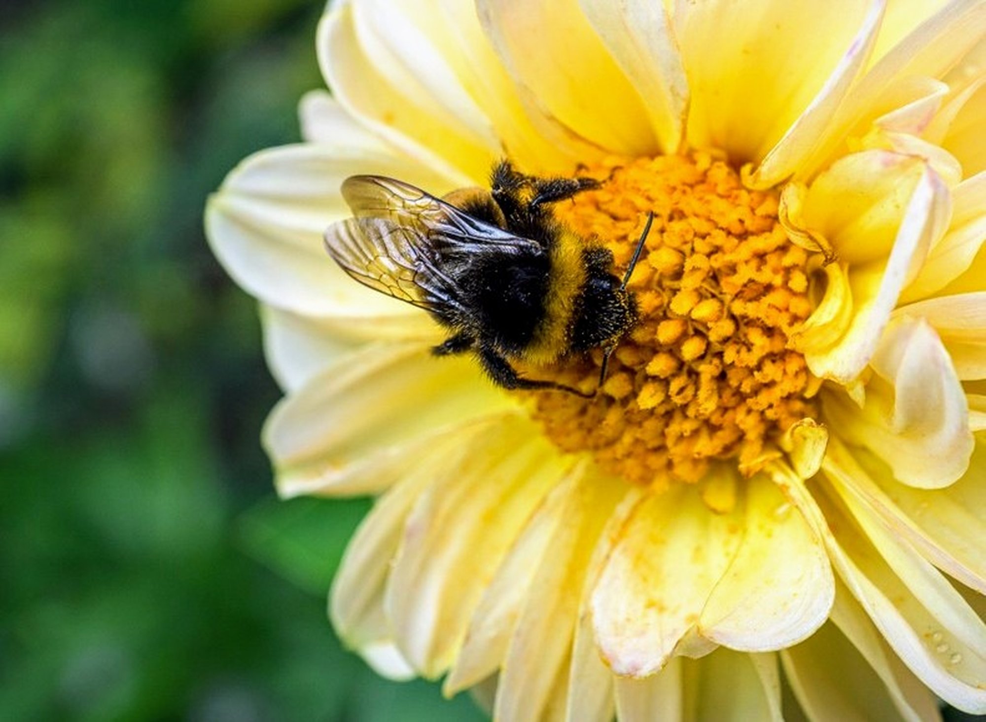 Rusty-patched bumblebees could vanish in the next couple decades ...